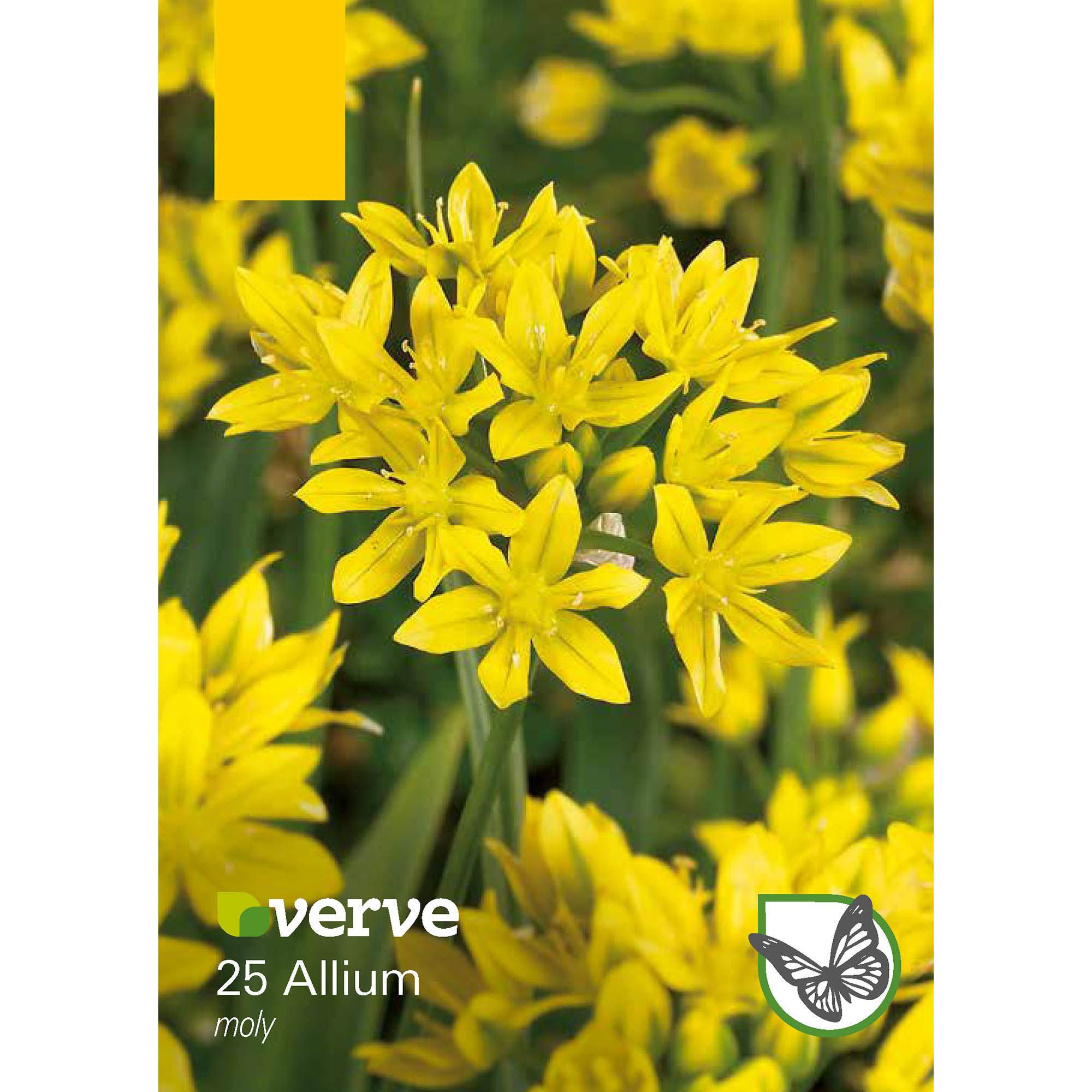 Allium Moly Flower bulb, Pack of 20 | DIY at B&Q