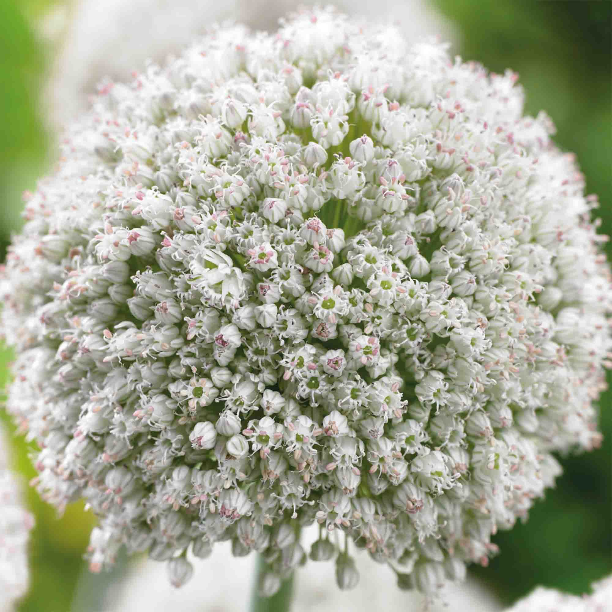 Allium White Ping Pong 10 Flower bulbs