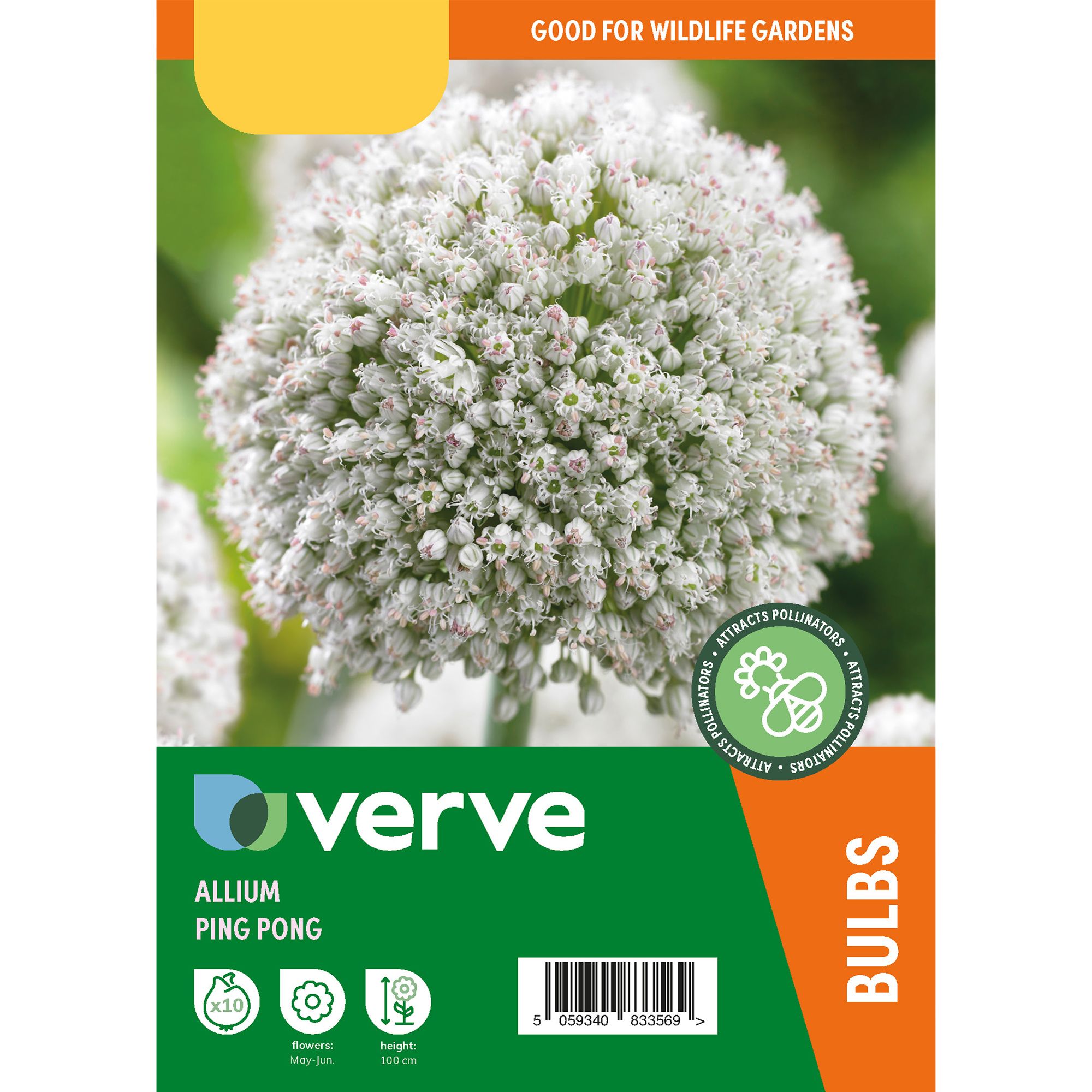 Allium White Ping Pong Flower bulb, Pack of 10 | DIY at B&Q