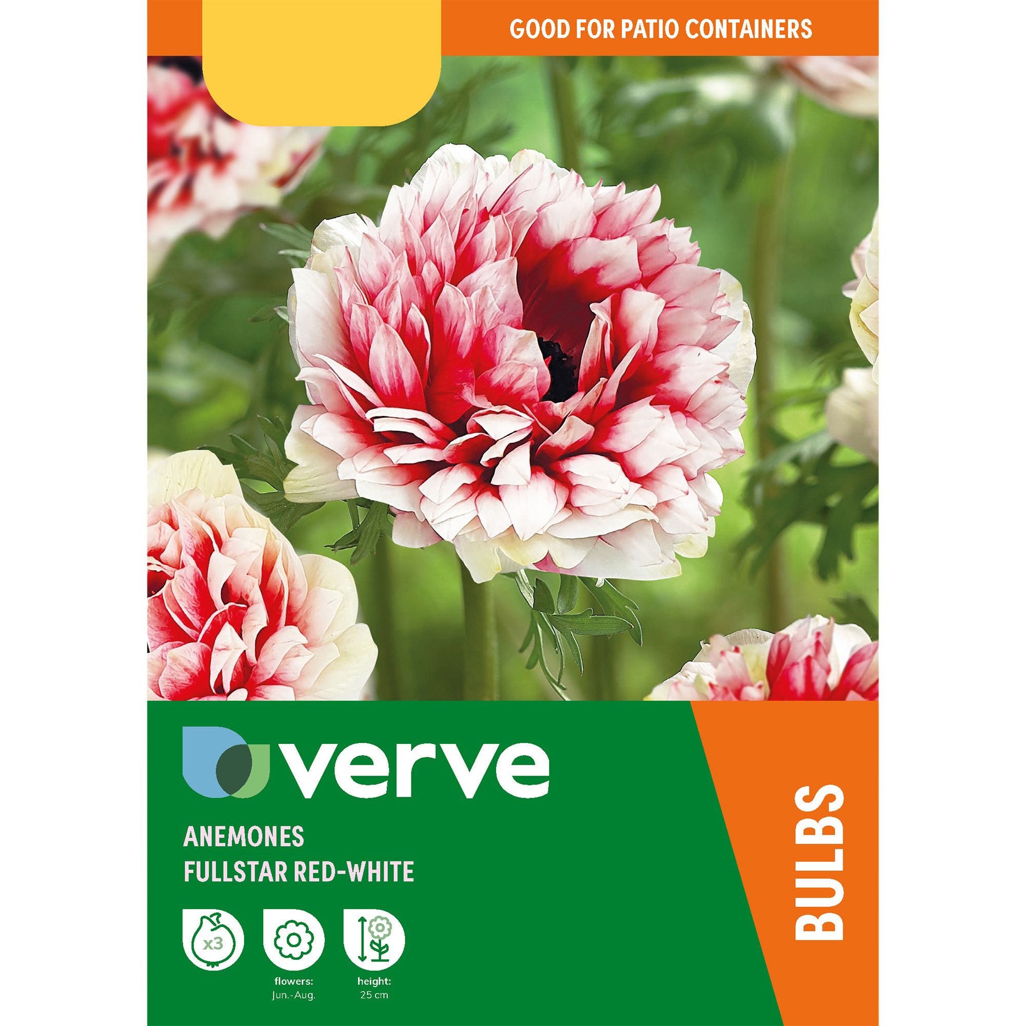 Anemone Fullstar red-white 3 Flower bulbs