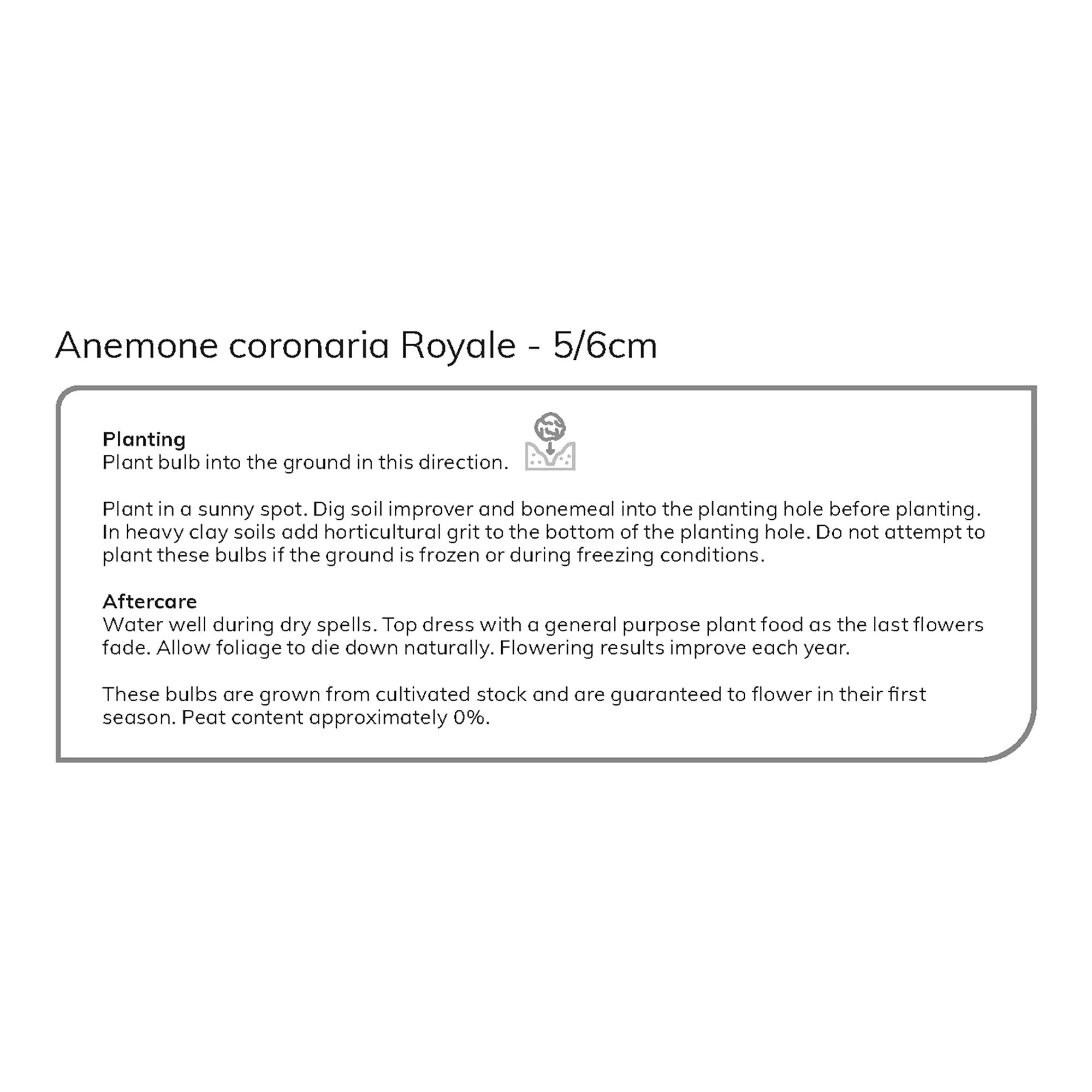 Anemone Royale 10 Flower bulbs