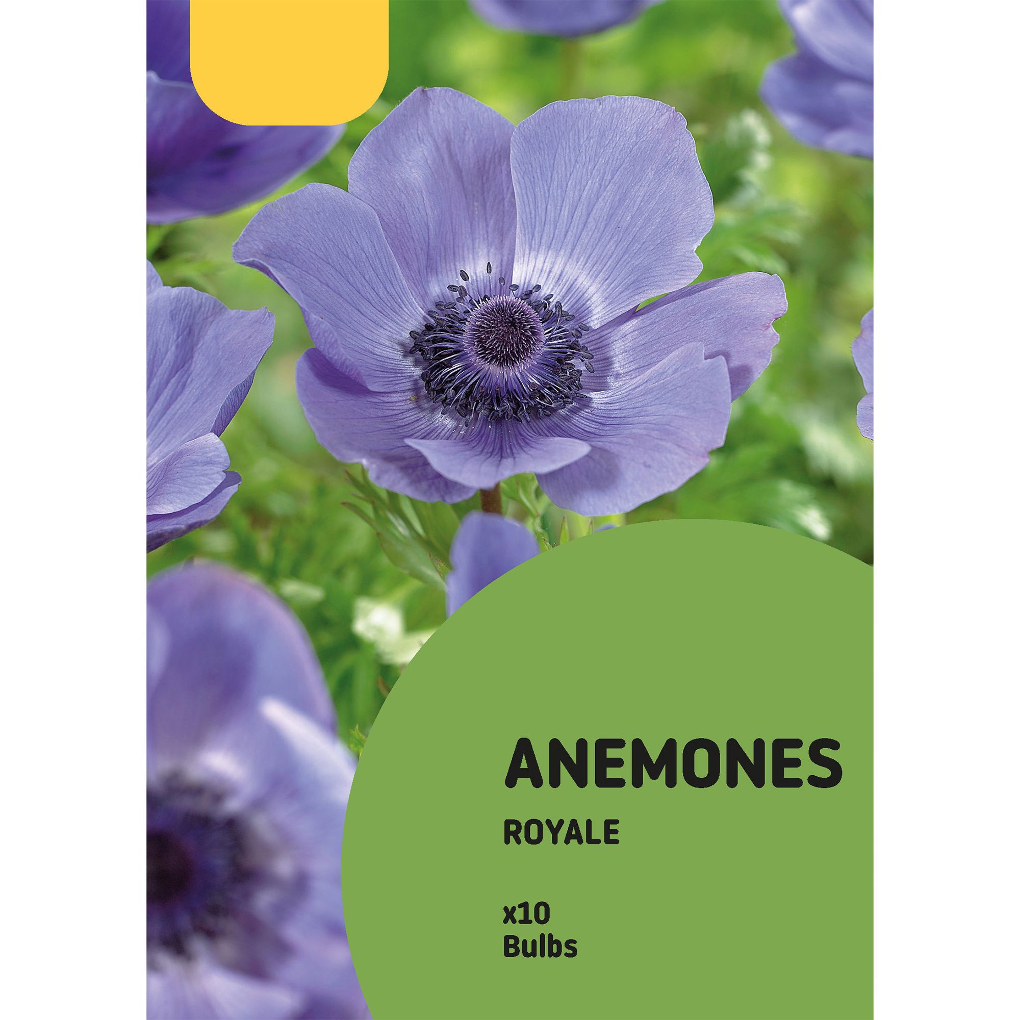Anemone Royale Blue Flower bulb Pack of 10 | DIY at B&Q
