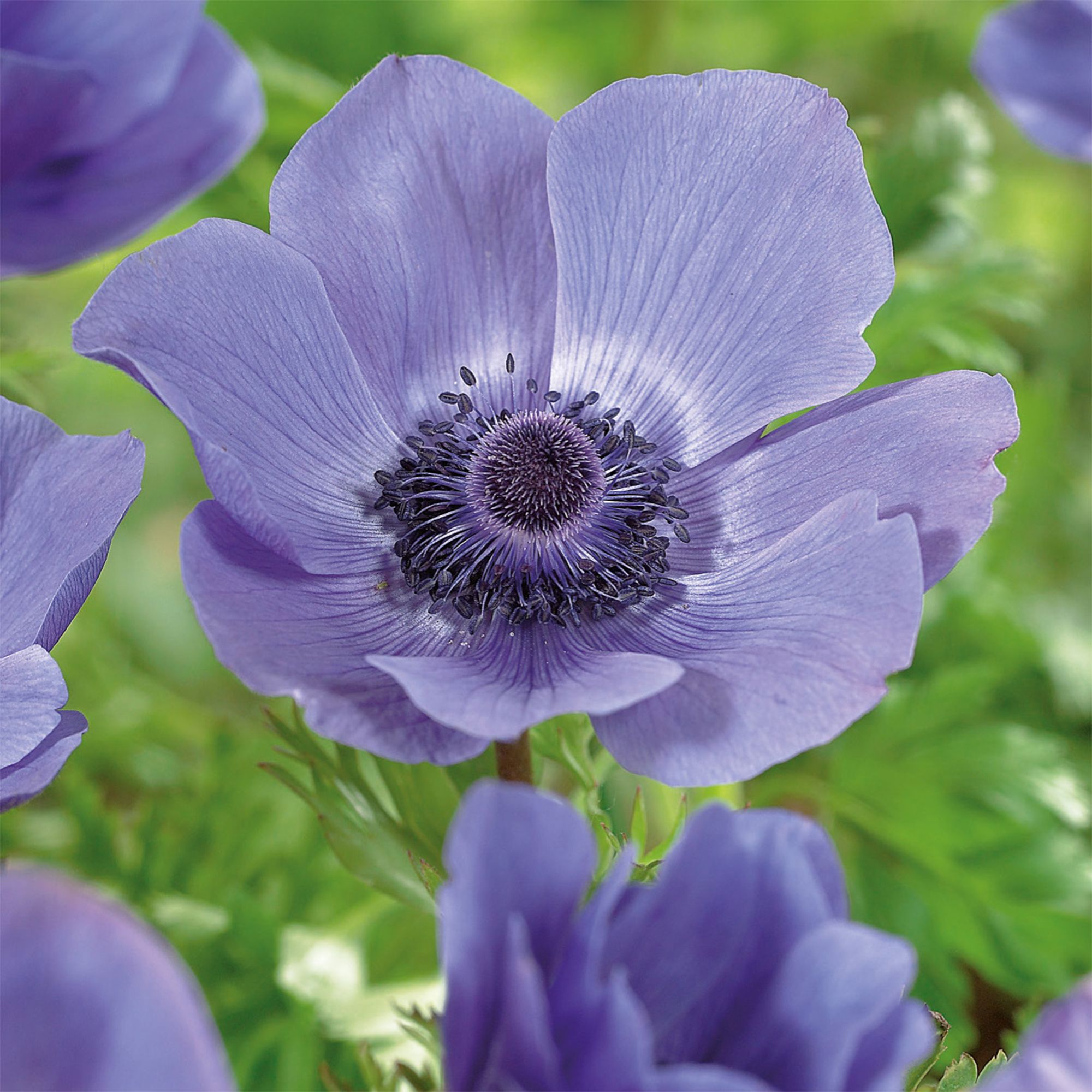 Anemone Royale Blue Flower bulb Pack of 10 | DIY at B&Q