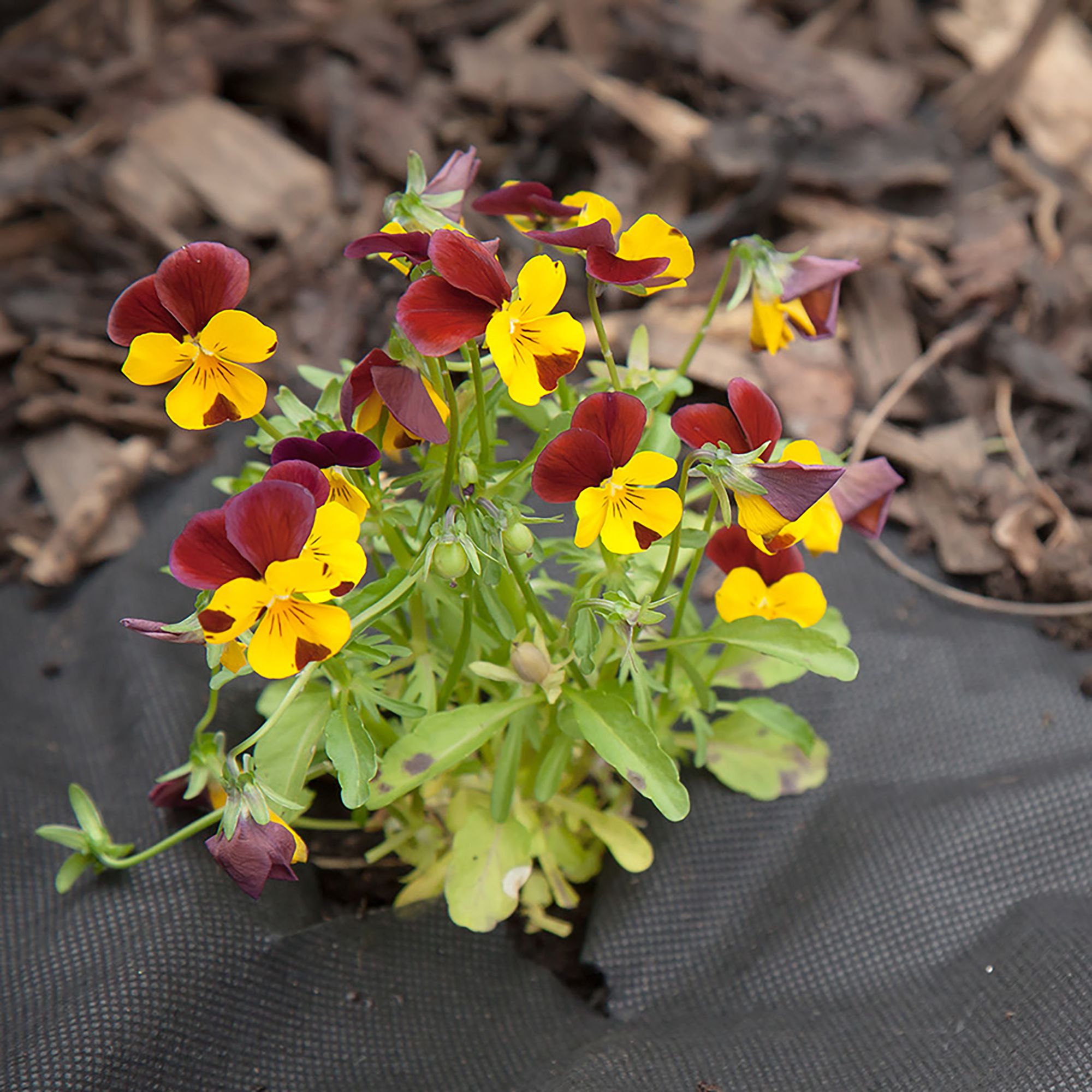 Apollo Gardening Weed control fabric (W)1m (L)15m