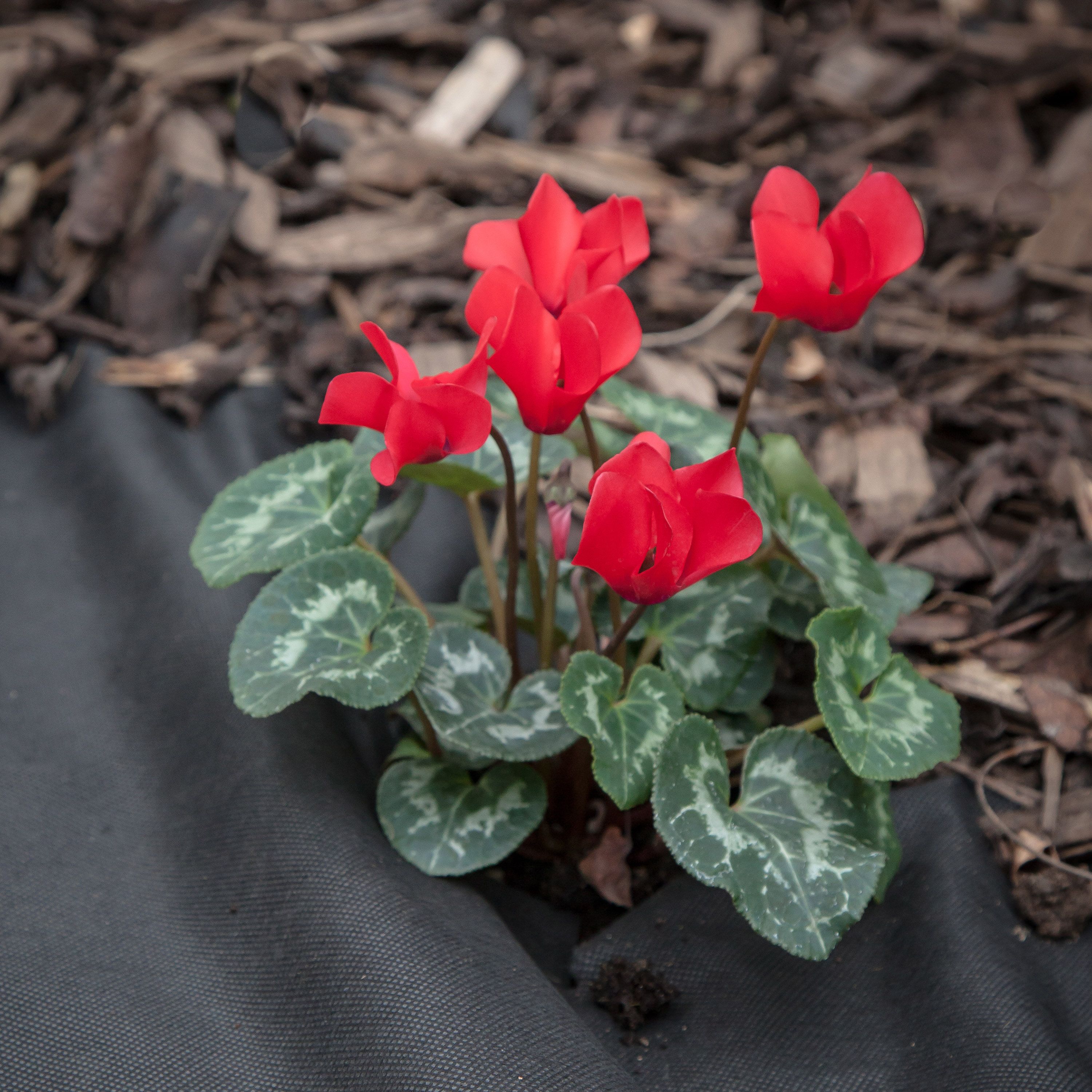 Apollo Gardening Weed control fabric (W)1m (L)15m