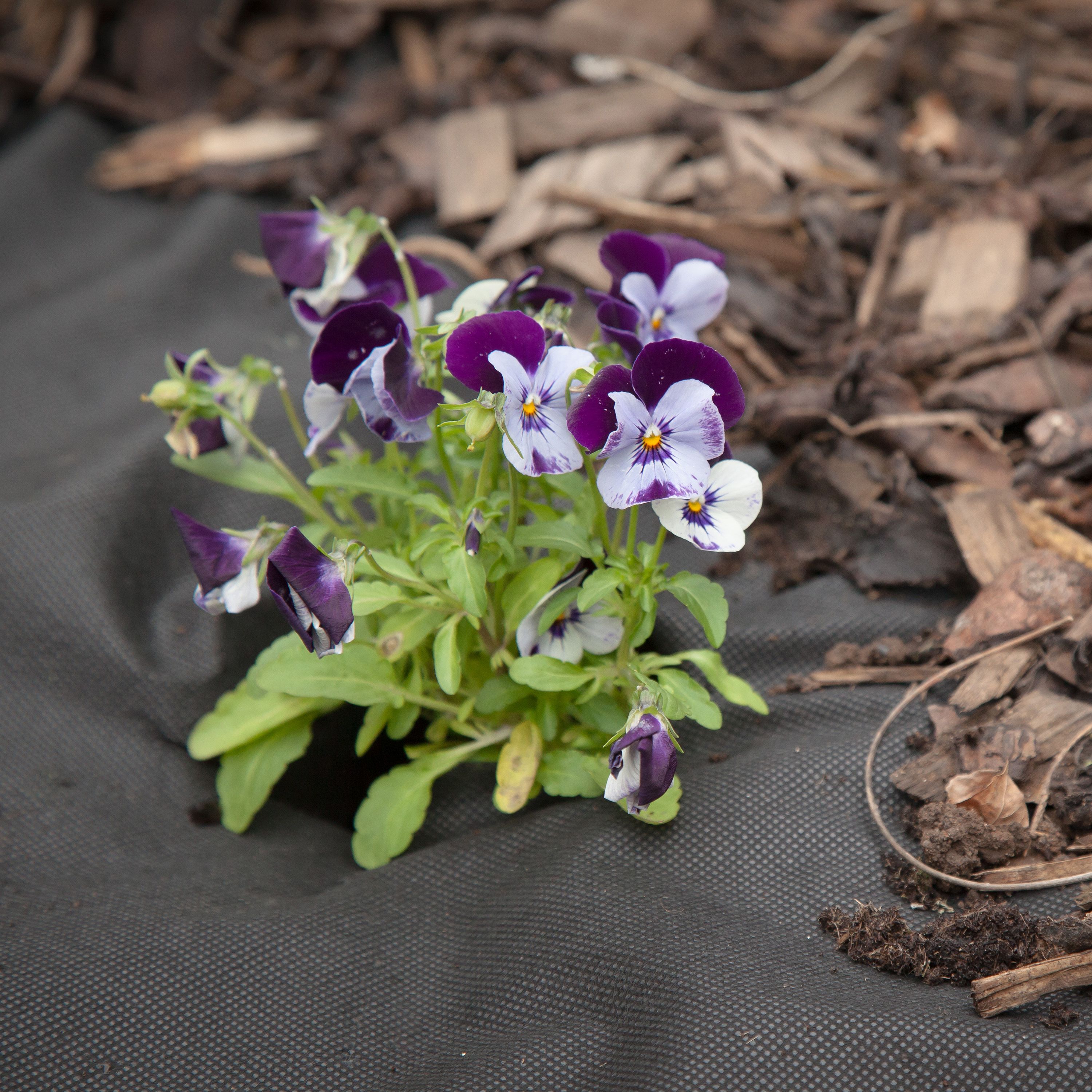 Apollo Gardening Weed control fabric (W)1m (L)15m