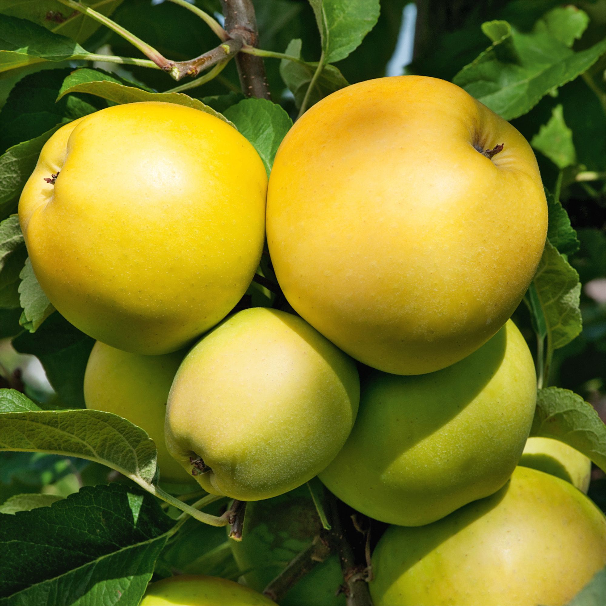 Apple Tree | DIY at B&Q