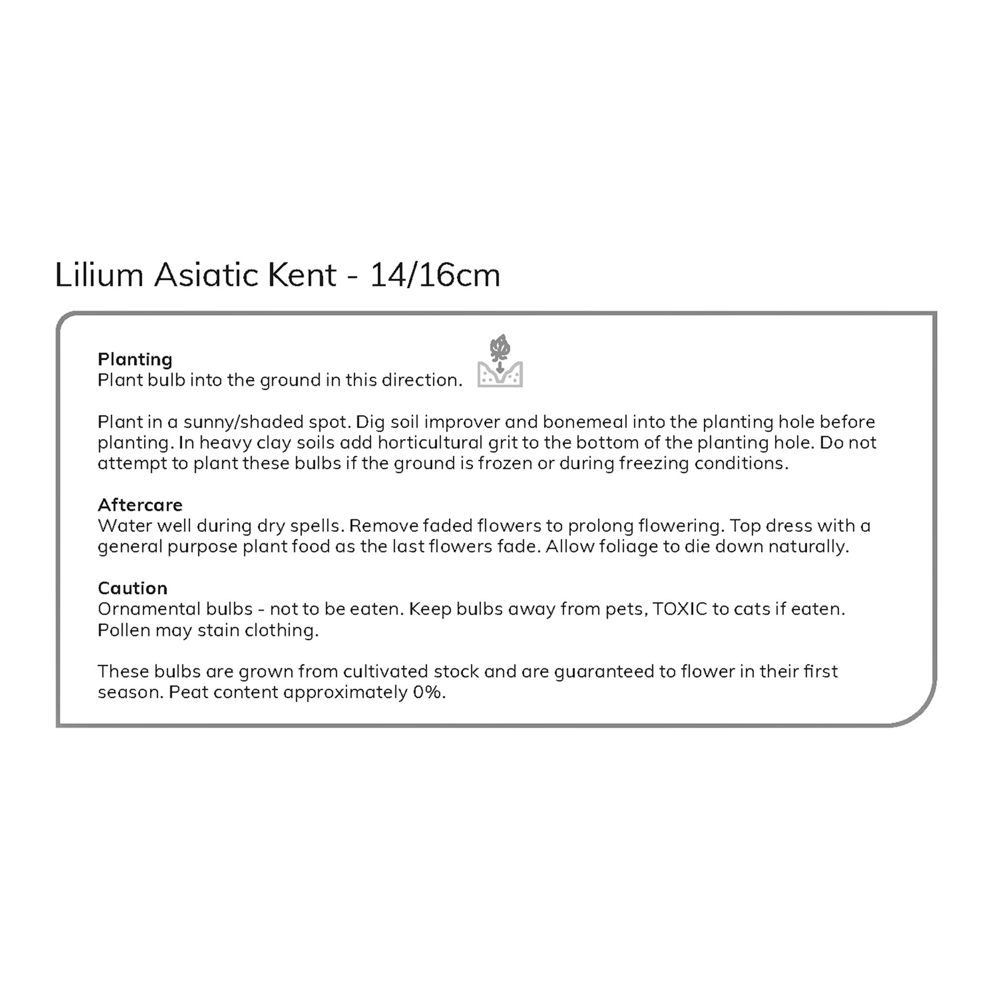 Asiatic Lily Kent 2 Flower bulbs