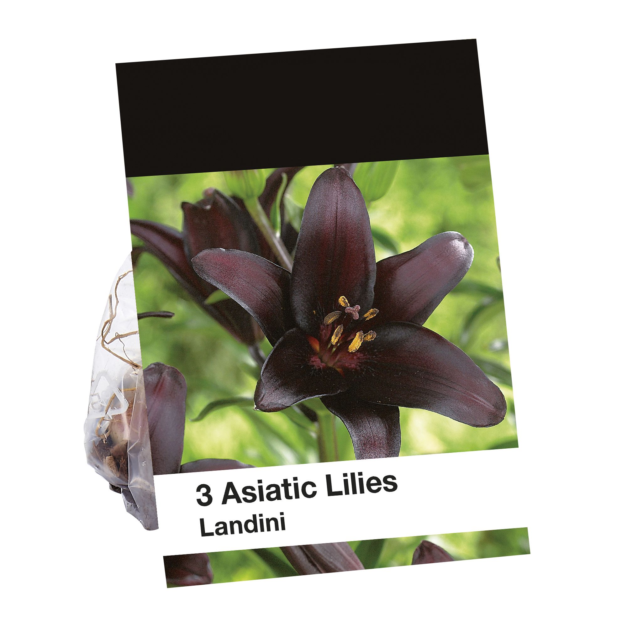 Asiatic Lily 'Landini' Flower bulb, Pack of 3 | DIY at B&Q