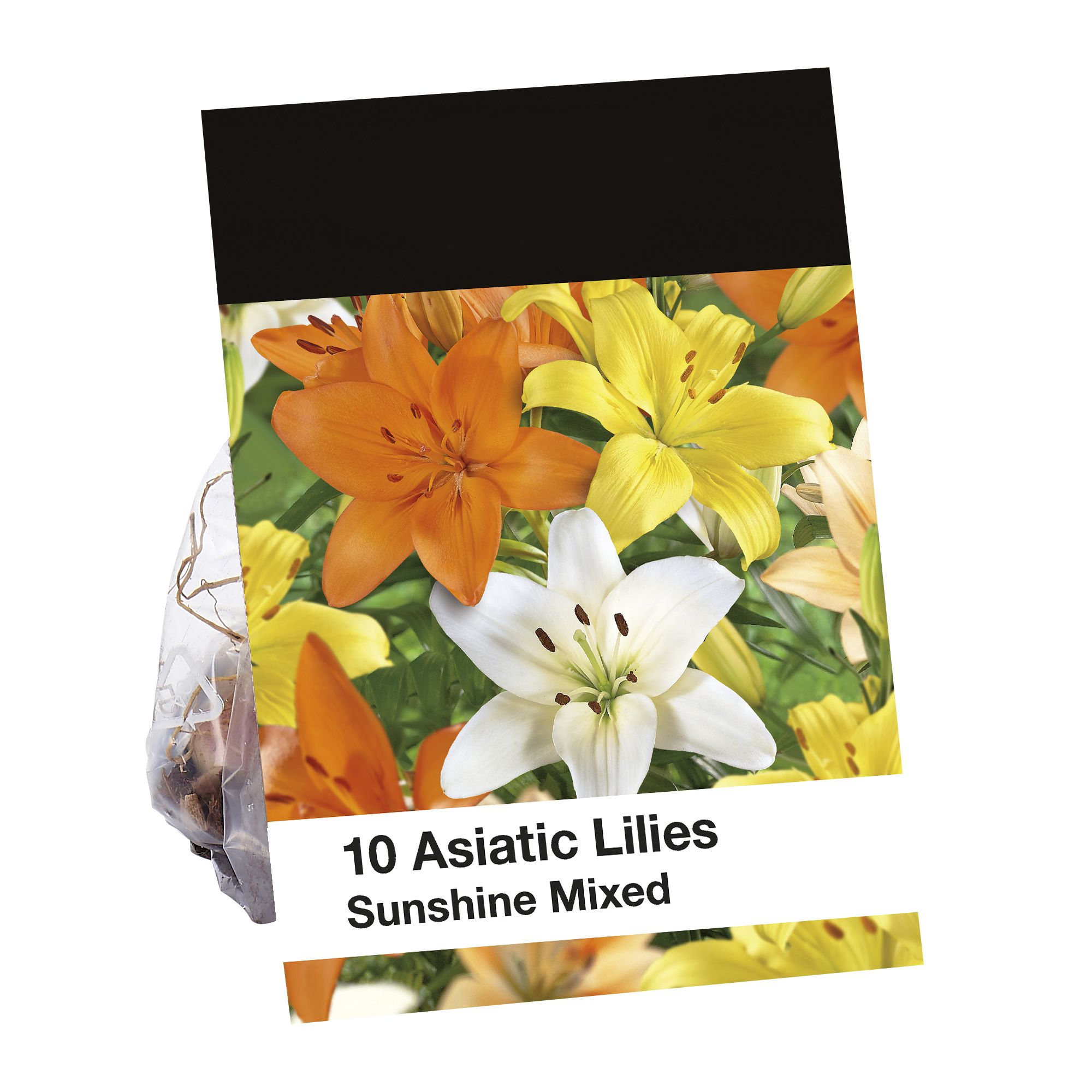 Asiatic Lily Sunshine Mixed 10 Flower bulbs