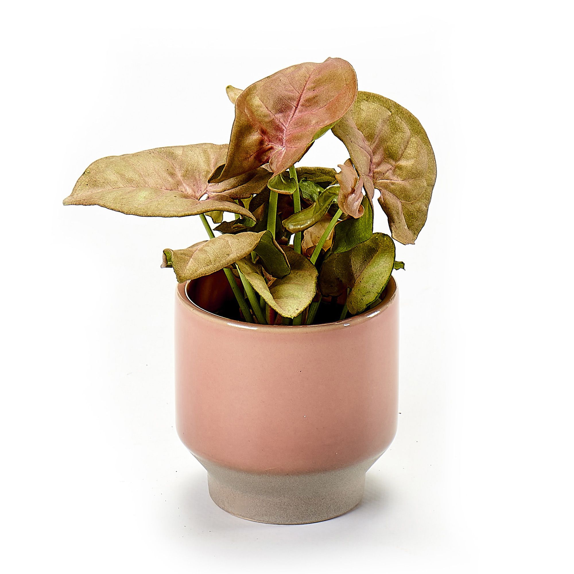 Assorted foliage Ceramic Pot