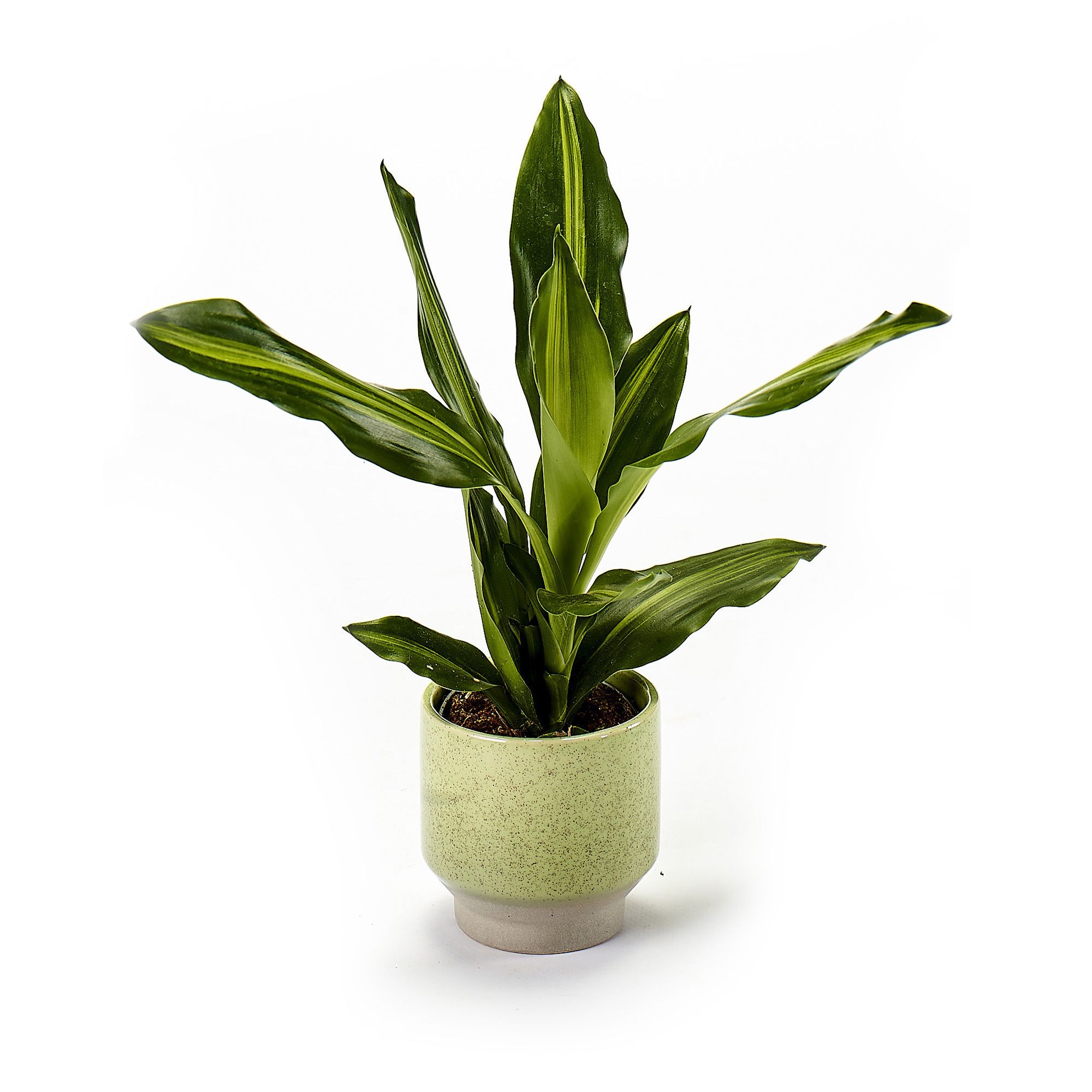 Assorted foliage Ceramic Pot