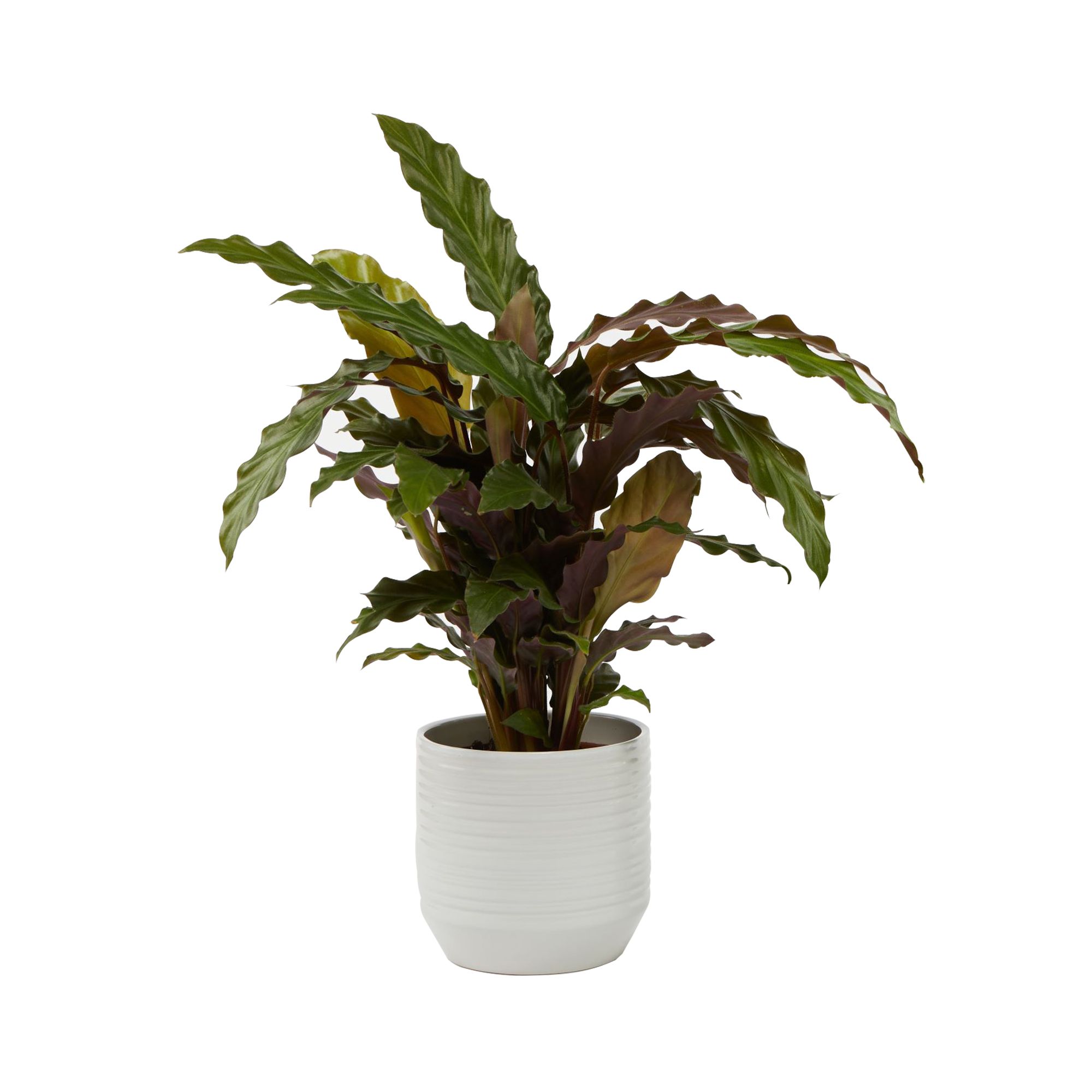 Assorted in Ceramic Decorative pot 15cm