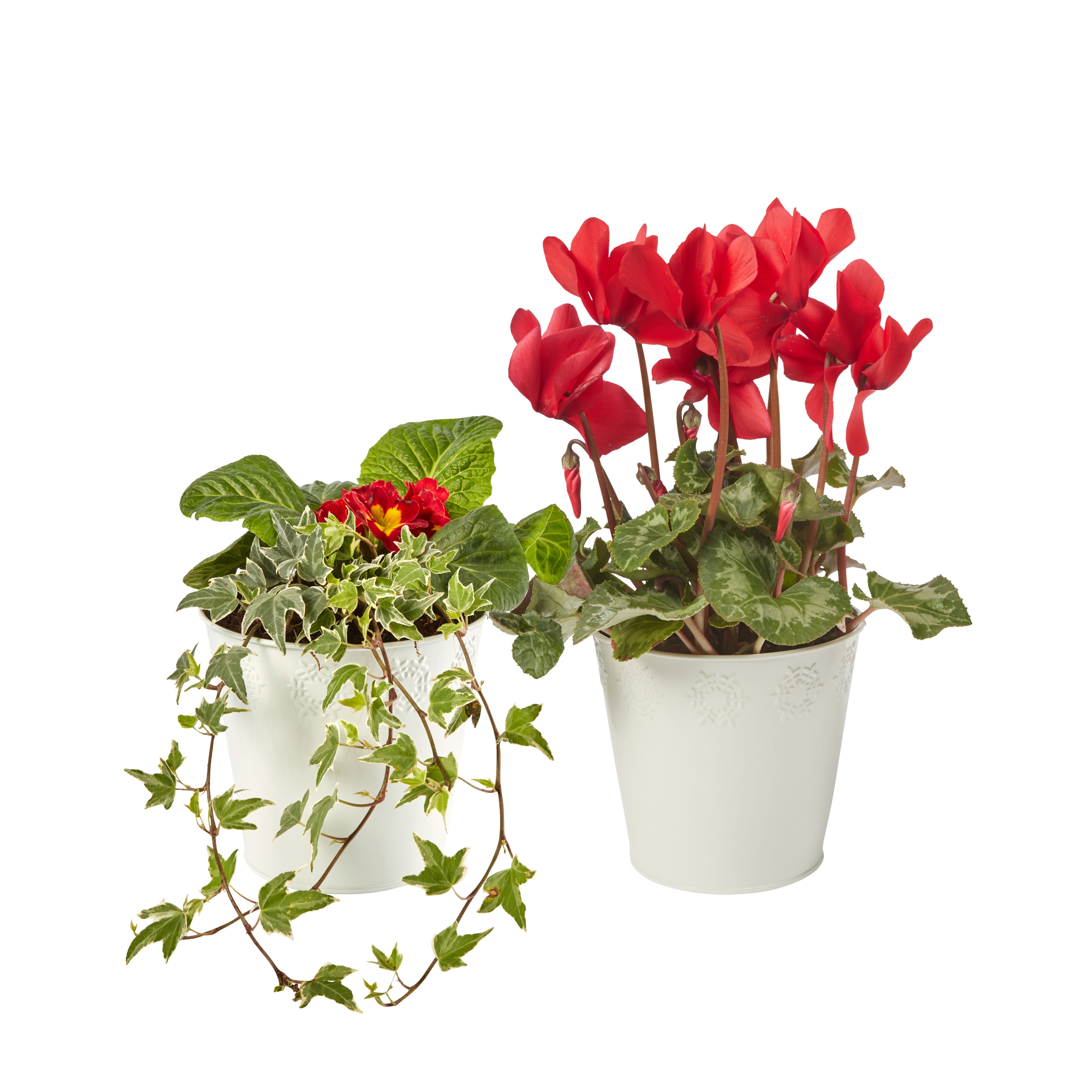 Assorted in Cream Metal Pot