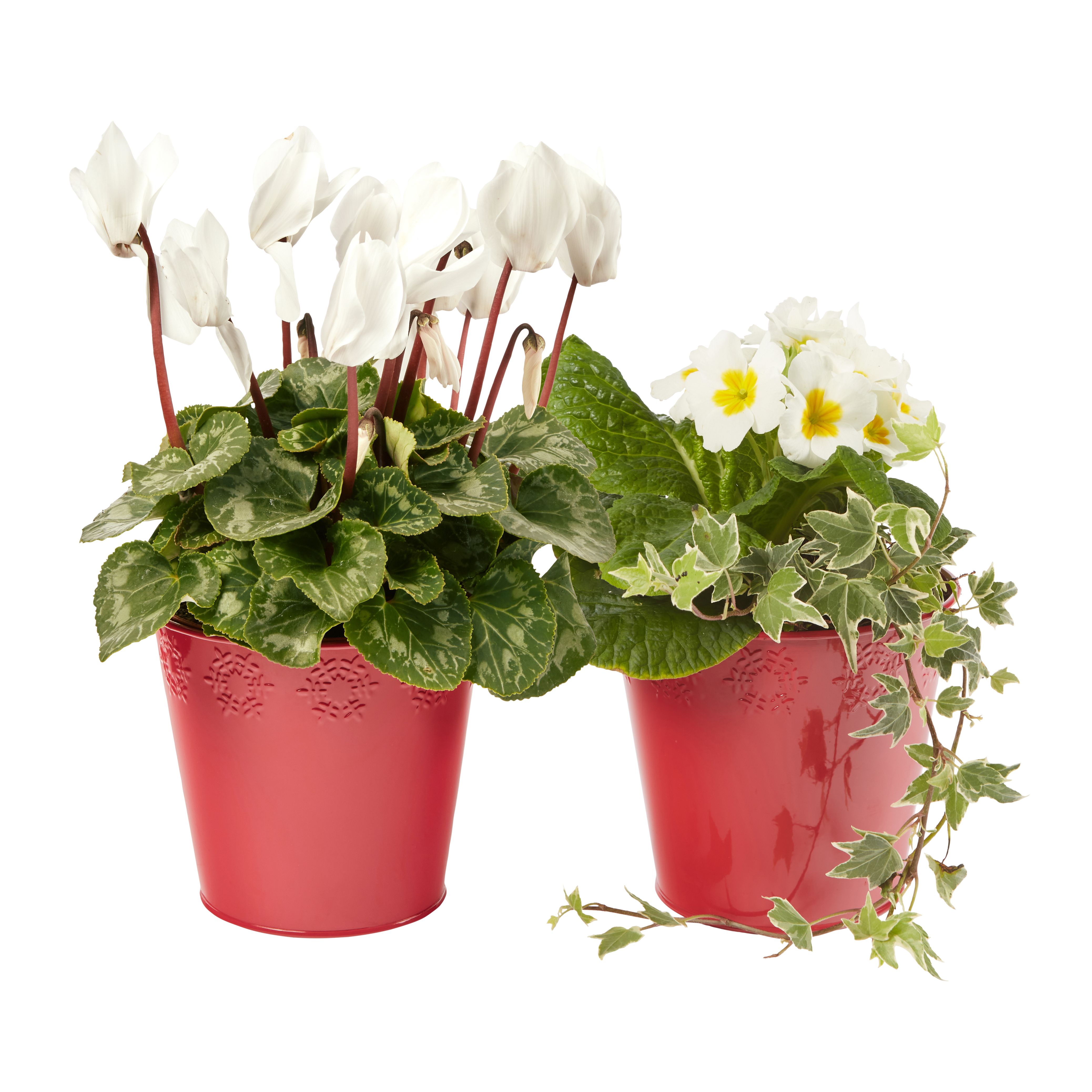 Assorted in Red Metal Pot | DIY at B&Q