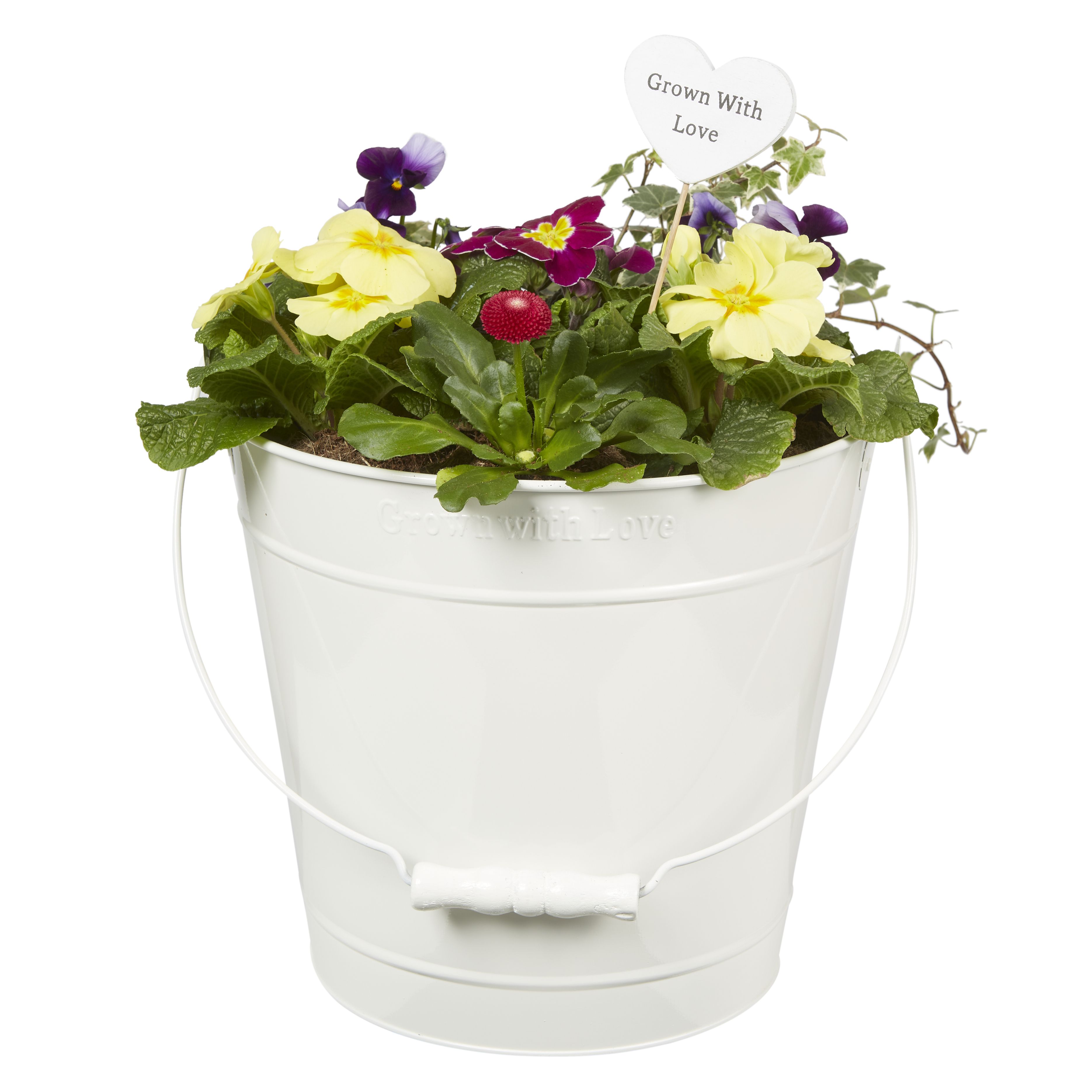 Assorted plant in Cream Metal Bucket