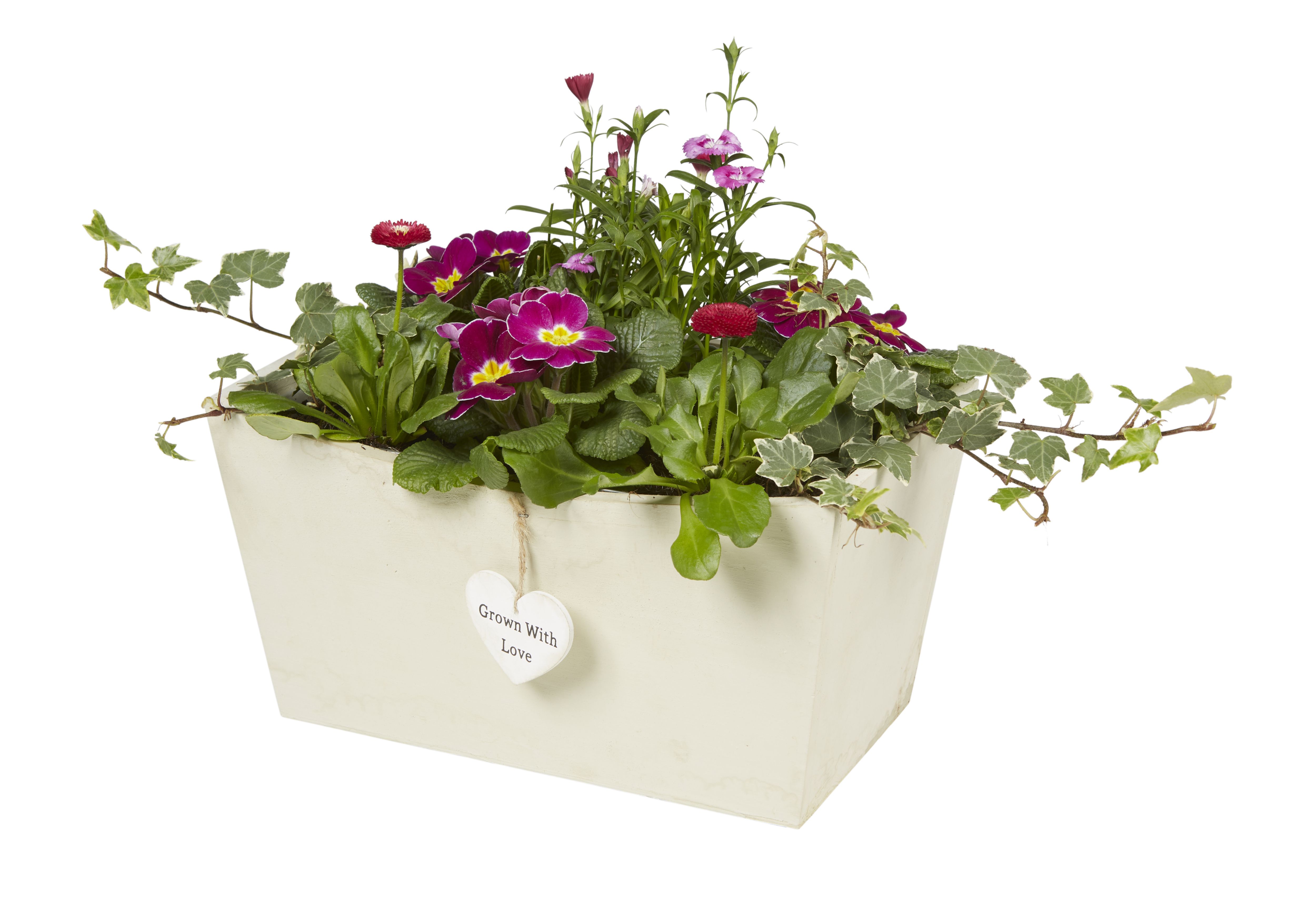 Assorted plant in Cream Wood Trough | DIY at B&Q