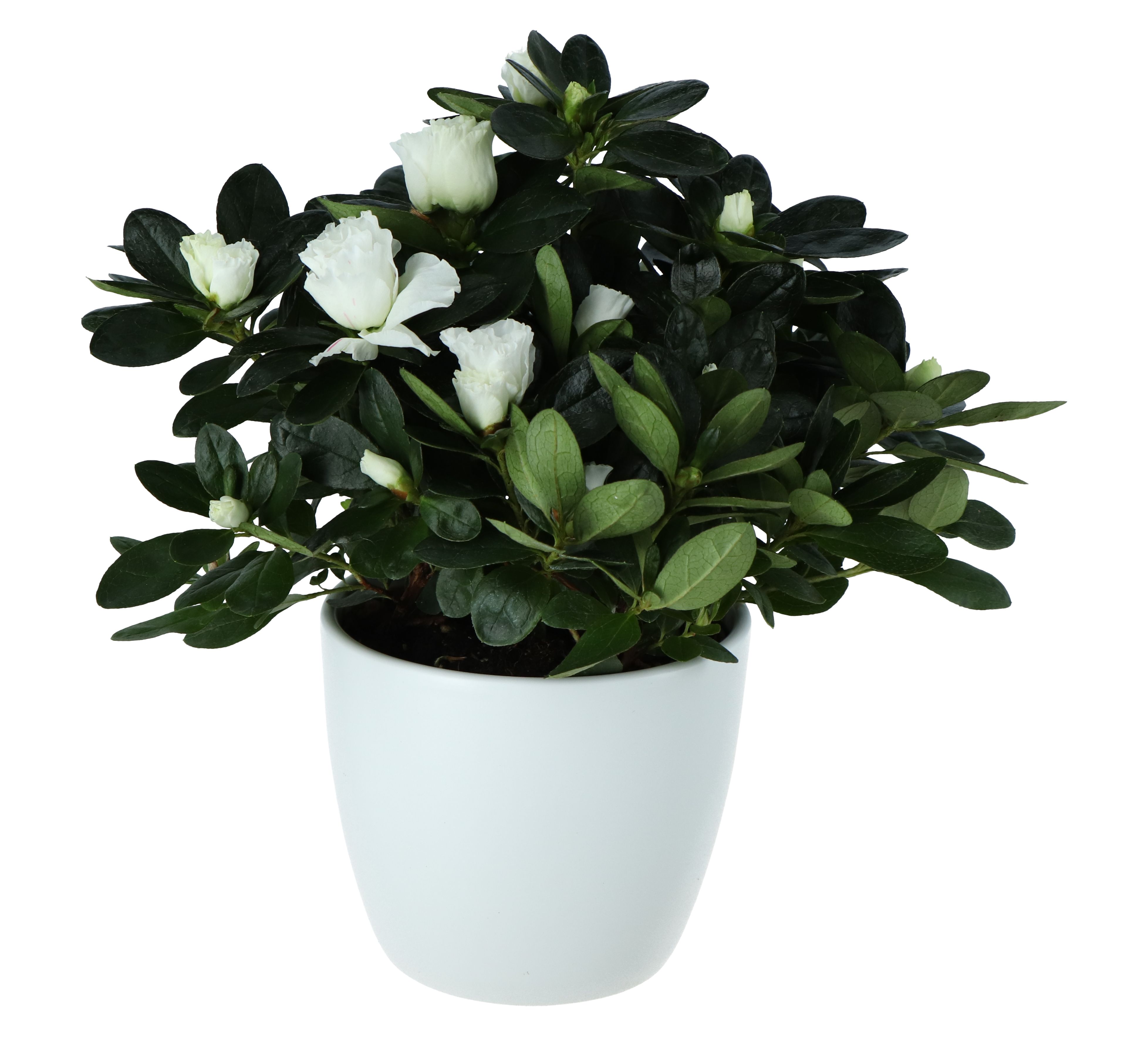 Azalea in 12cm White Ceramic Pot | DIY at B&Q