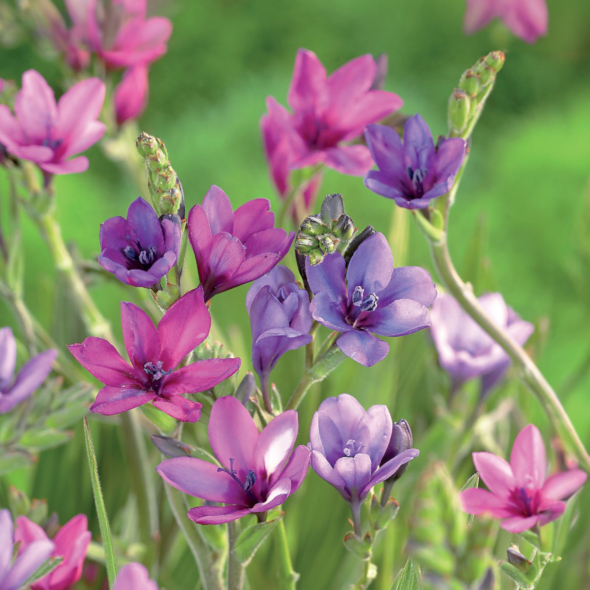 Babiana 35 Flower bulbs