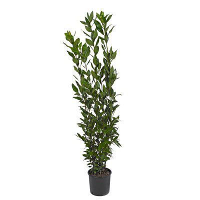 BAY TREE BUSH 20CM | DIY at B&Q