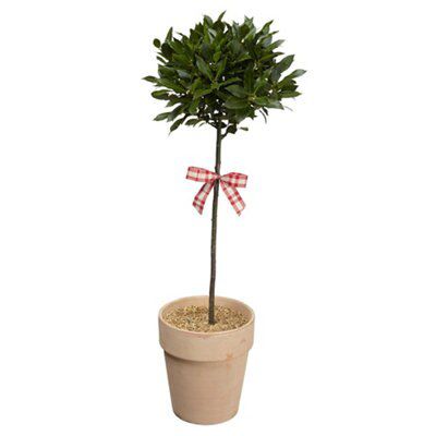 Bay tree | DIY at B&Q