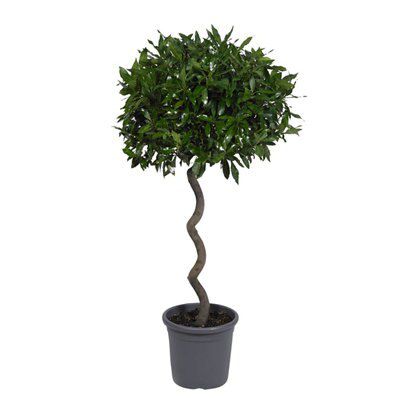 Bay tree | DIY at B&Q