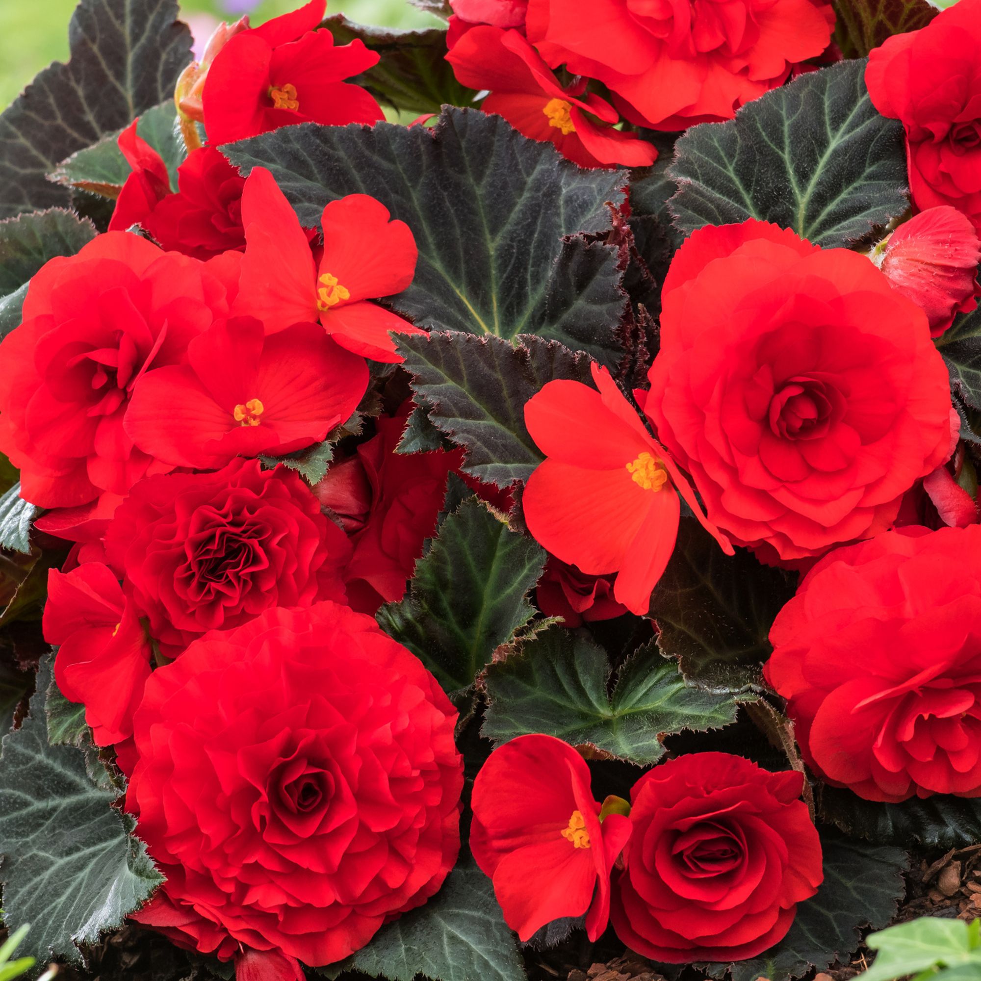 Begonia Mocca Red Summer Bedding plant 17cm, Pack of 2 | DIY at B&Q