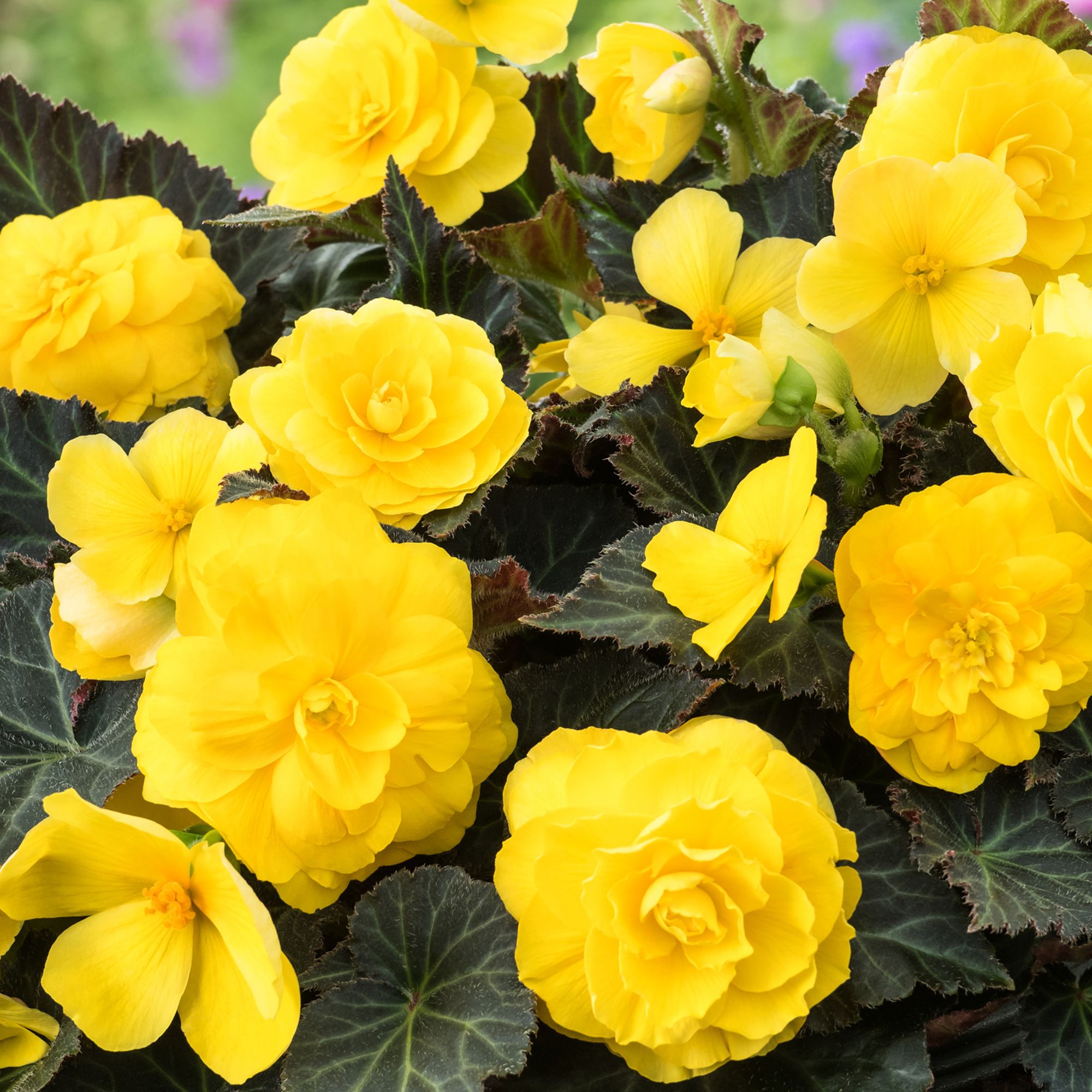 Begonia Non Stop Yellow Summer Bedding plant 10.5cm, Pack of 6 | DIY at B&Q