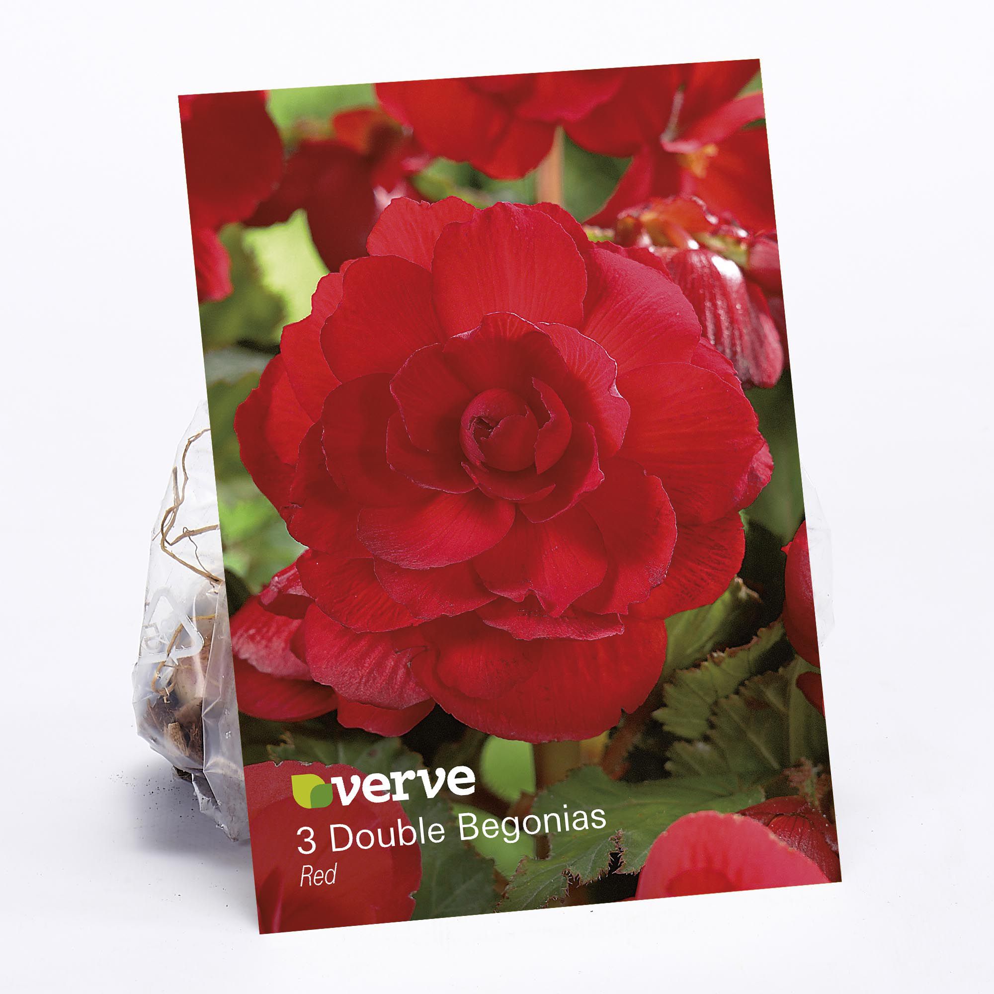 Begonia Red Flower bulb, Pack of 3 | DIY at B&Q