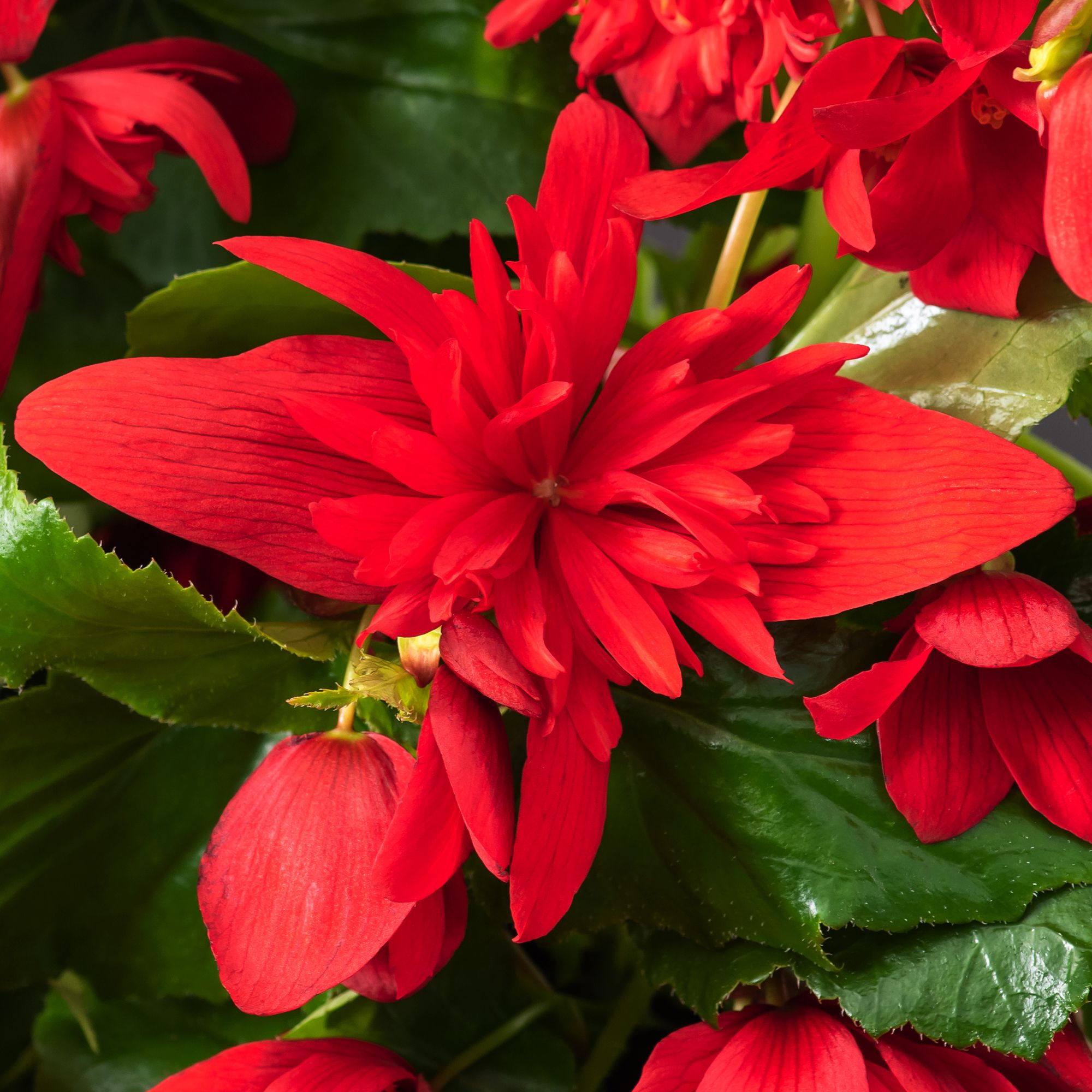 Begonia Trailing Red Summer Bedding plant 10.5cm, Pack of 6 | DIY at B&Q