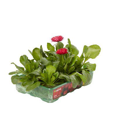 BELLIS MIX FLOWER | DIY at B&Q