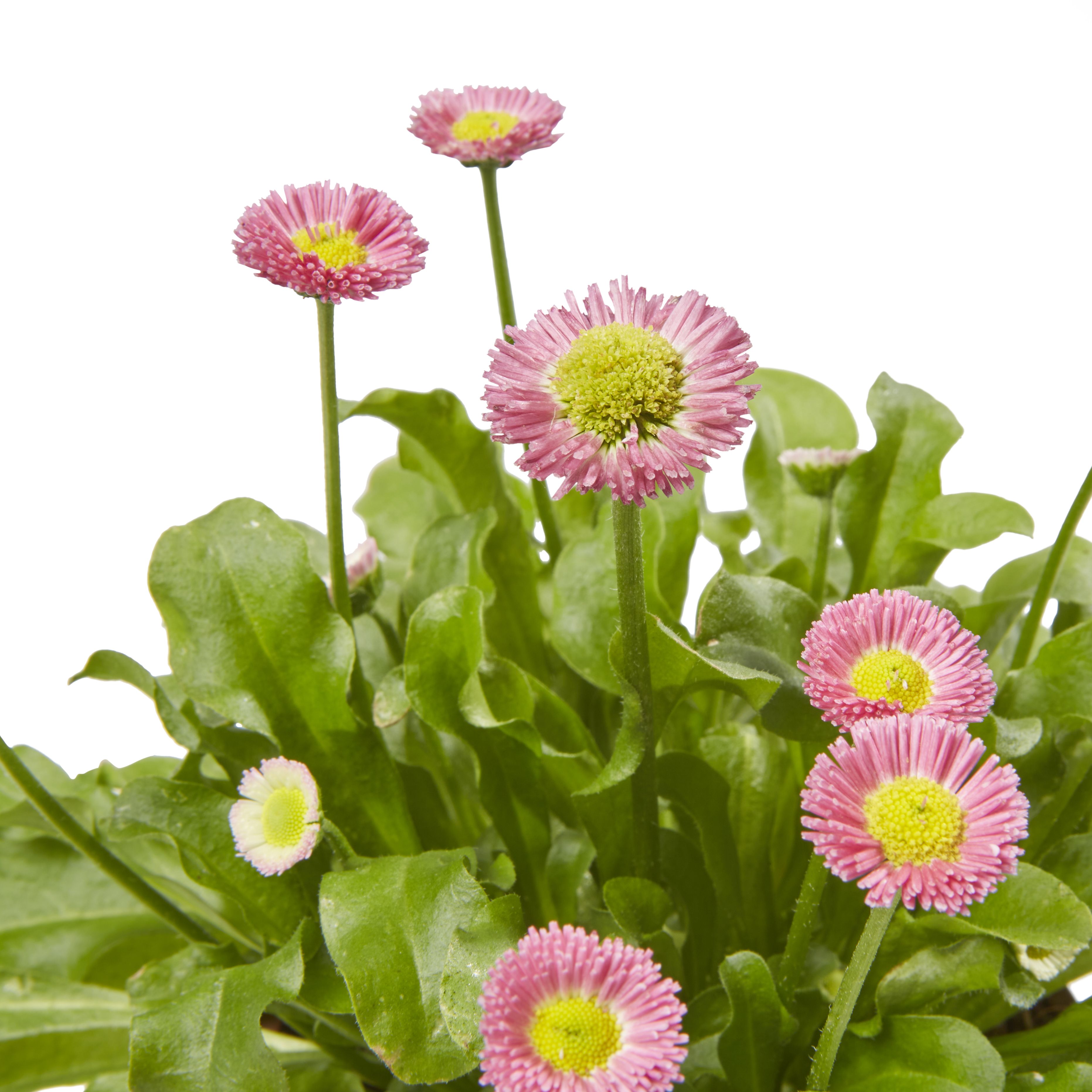 Bellis Mixed Autumn Bedding plant, Pack of 6 | DIY at B&Q