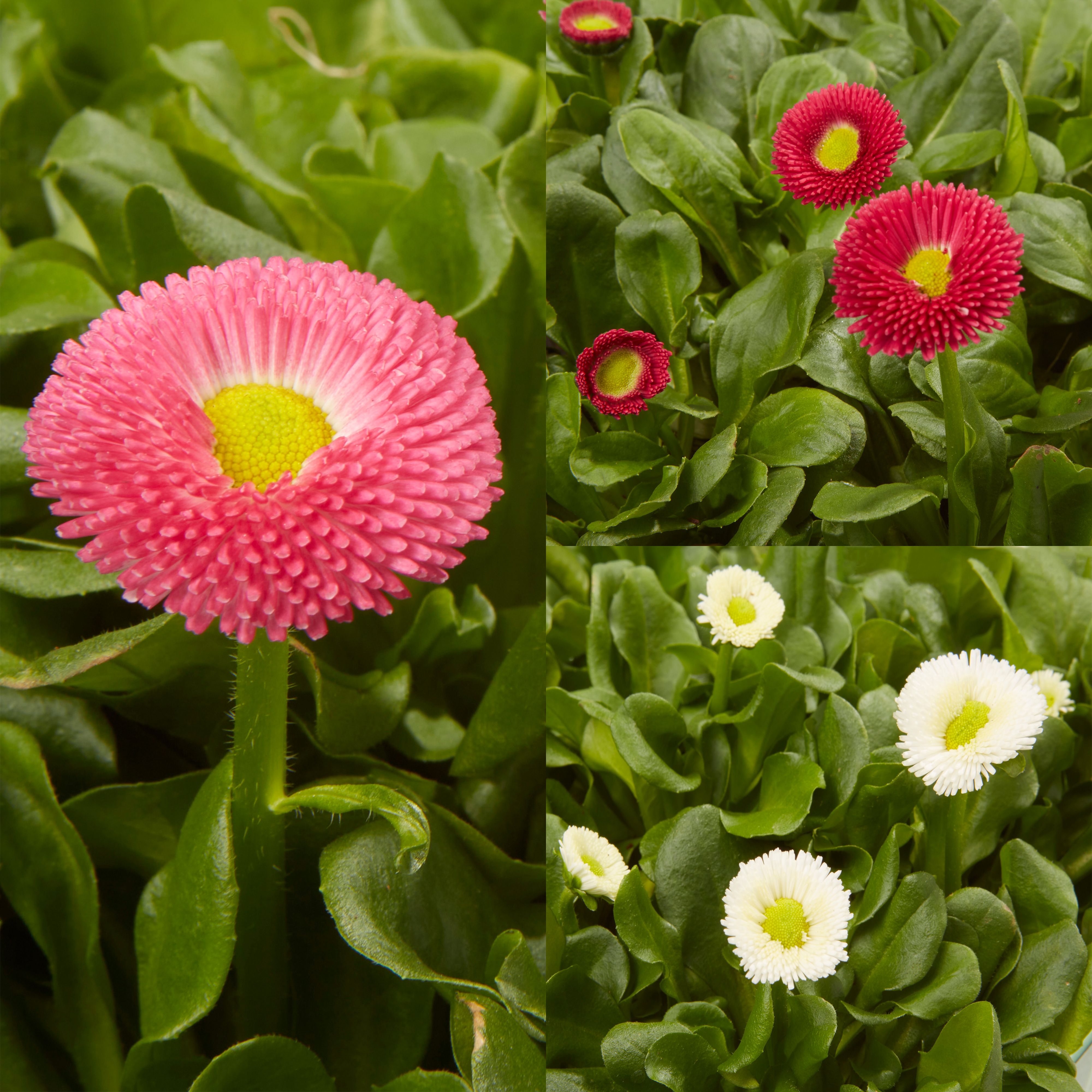 Bellis Mixed Spring Bedding plant 13cm, Pack of 4 | DIY at B&Q