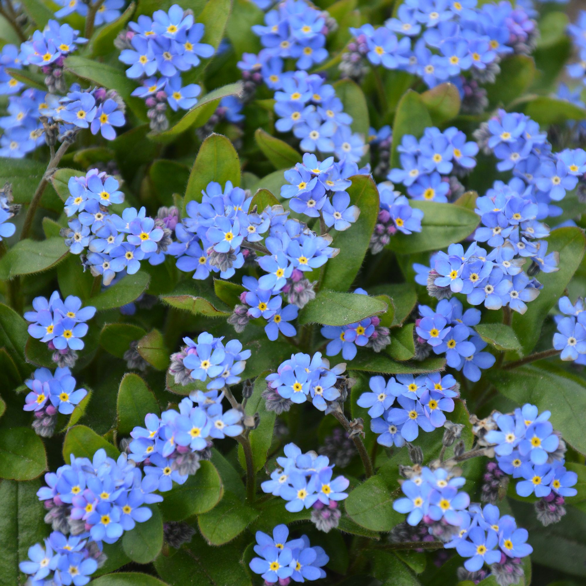 Blue Lake Forget Me Not Flower Seeds