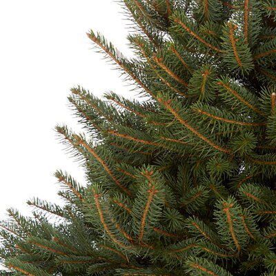 Blue spruce Small Real cut Christmas tree