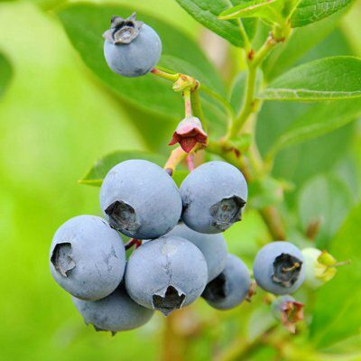 Blueberry Root wrap | DIY at B&Q