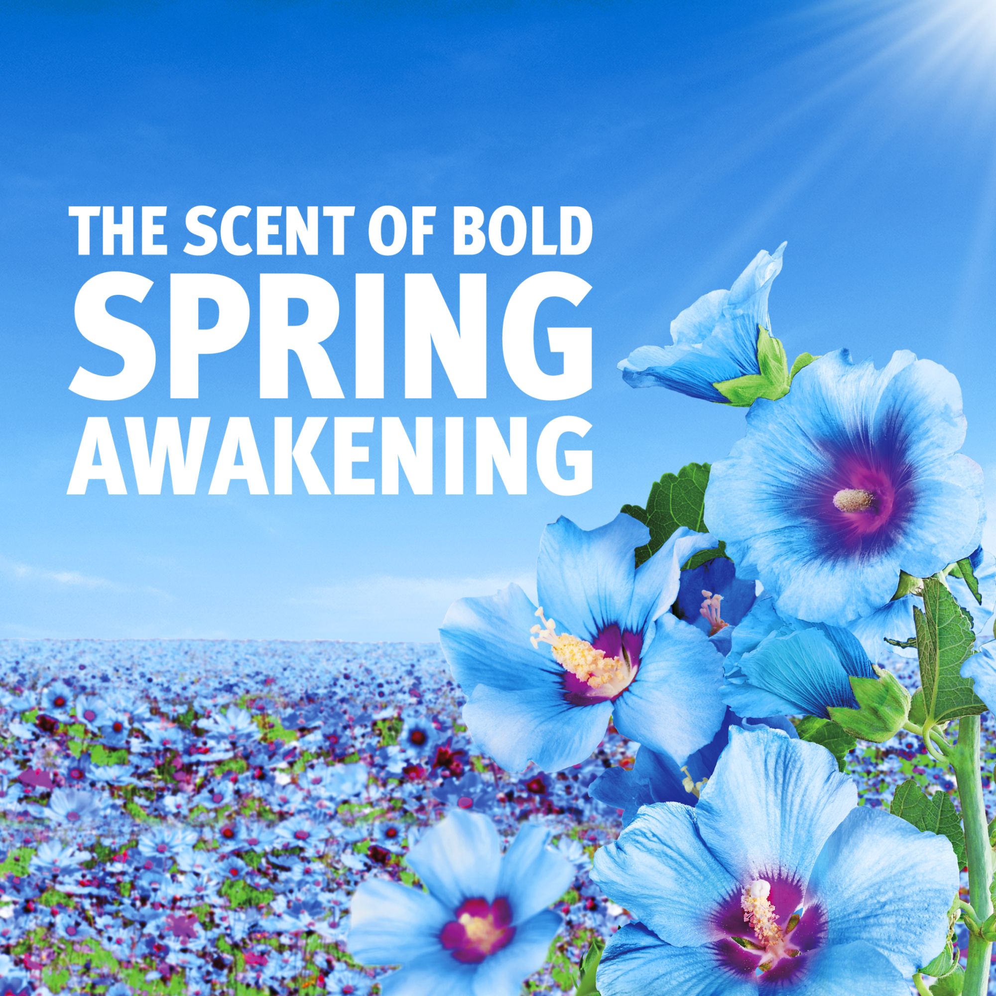 Bold Spring Awakening Laundry detergent, 2.2kg, 44W