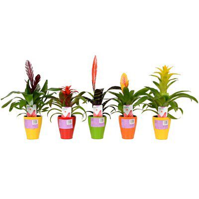 BROMELIAD ASSORTED IN CERAMIC POT | DIY at B&Q