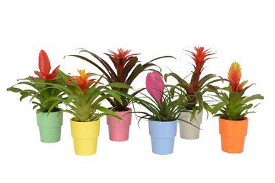 BROMELIAD ASSORTED IN CERAMIC POT | DIY at B&Q