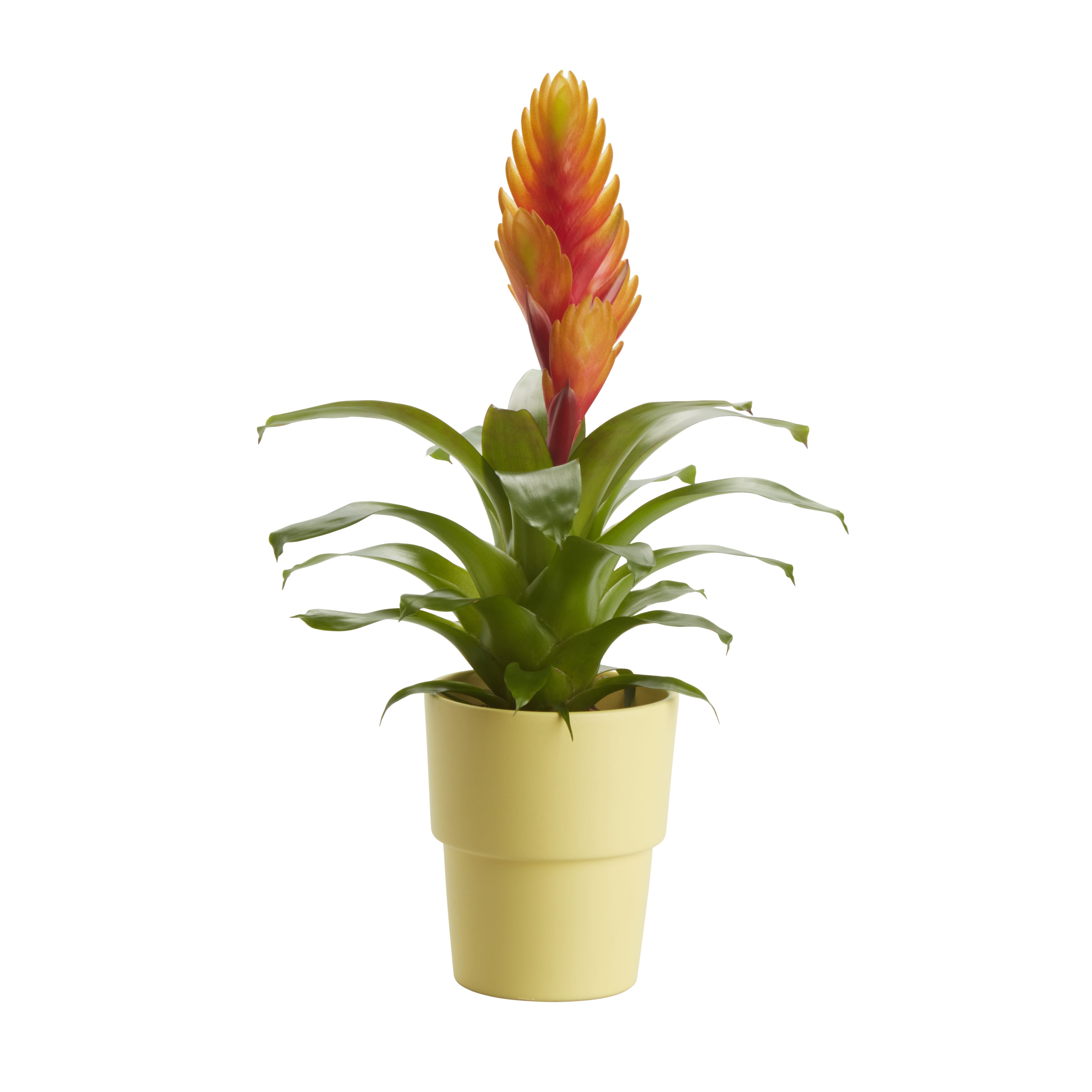 Bromeliad in 9cm Assorted Ceramic Decorative pot | DIY at B&Q