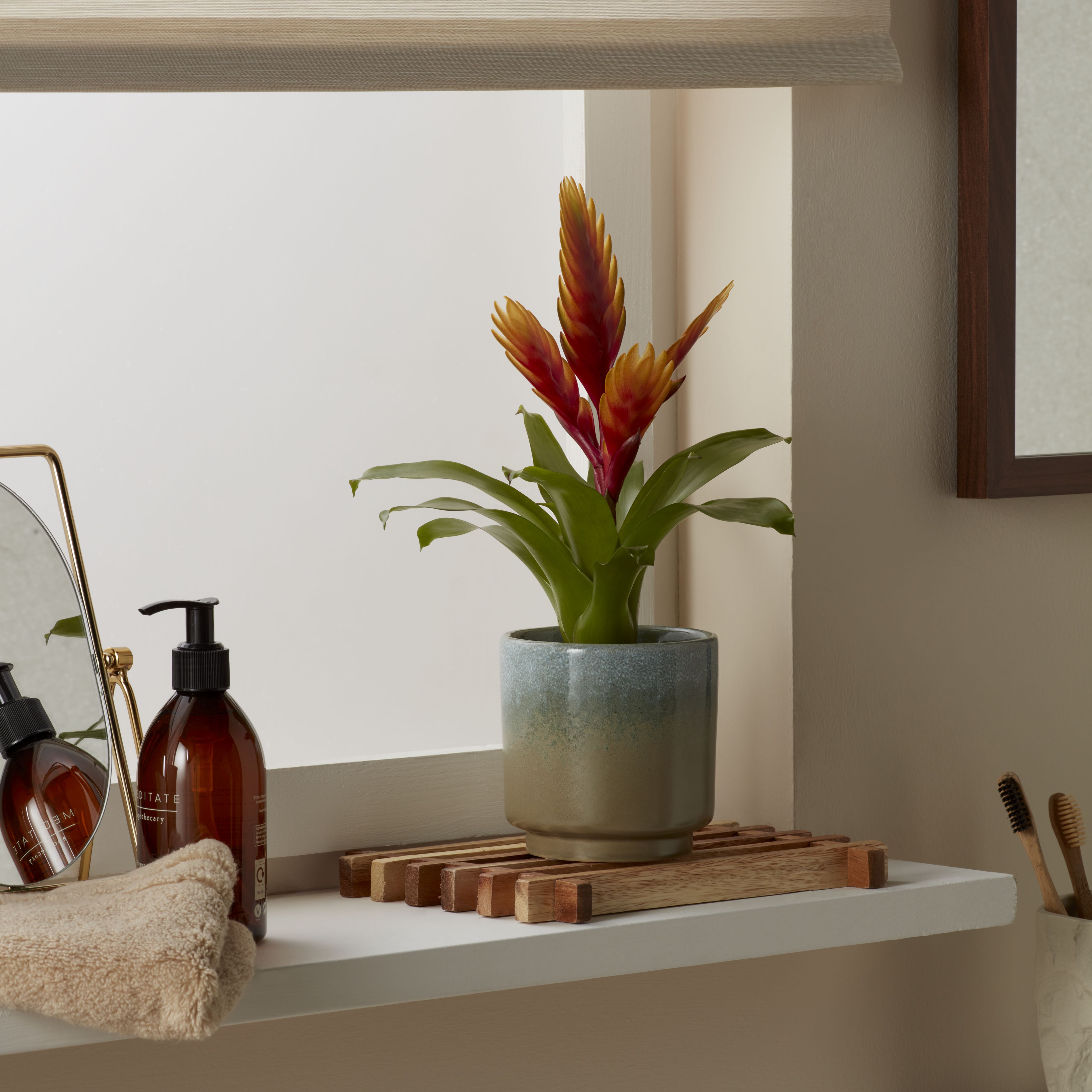 Bromeliad in Assorted Ceramic Decorative pot