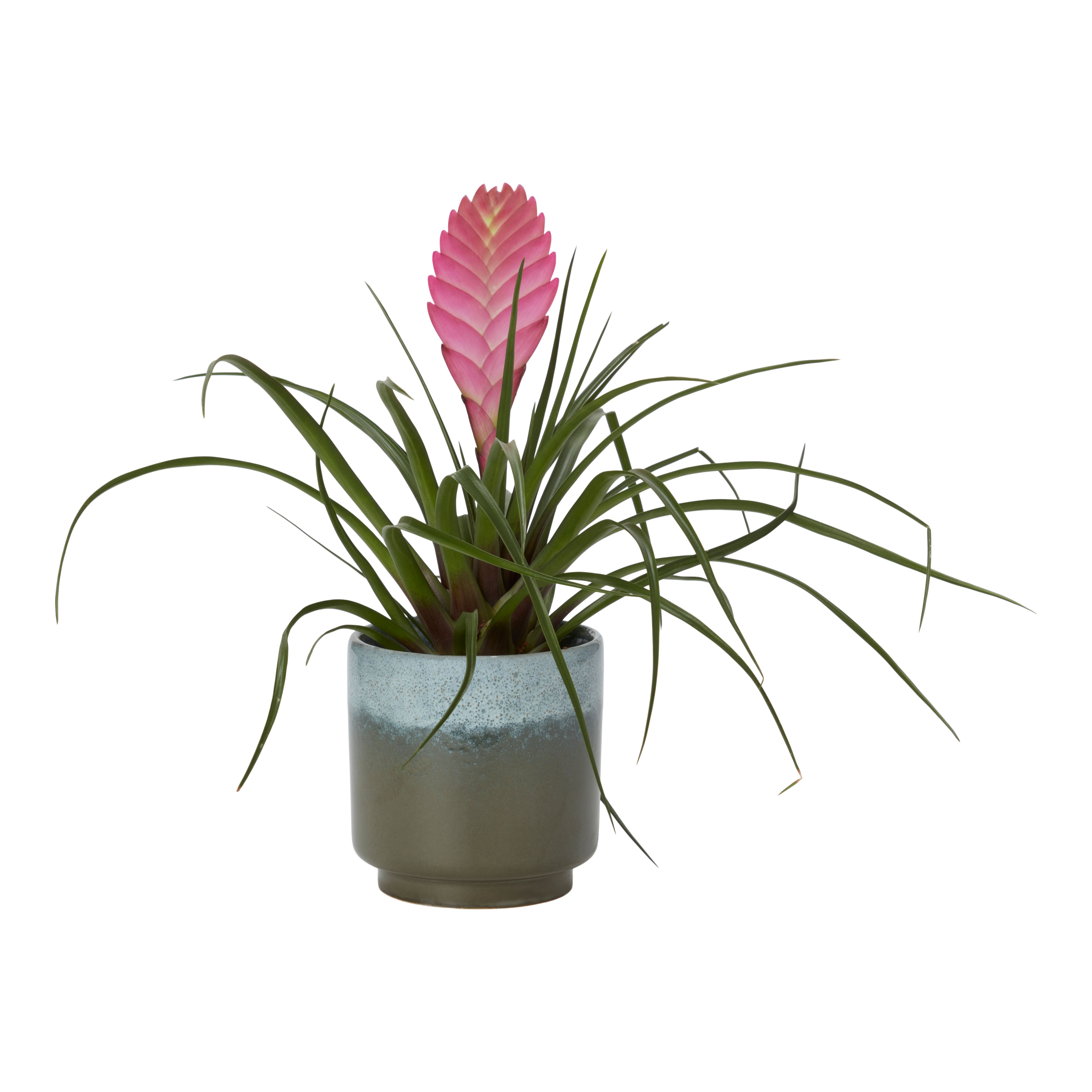 Bromeliad in Assorted Ceramic Decorative pot