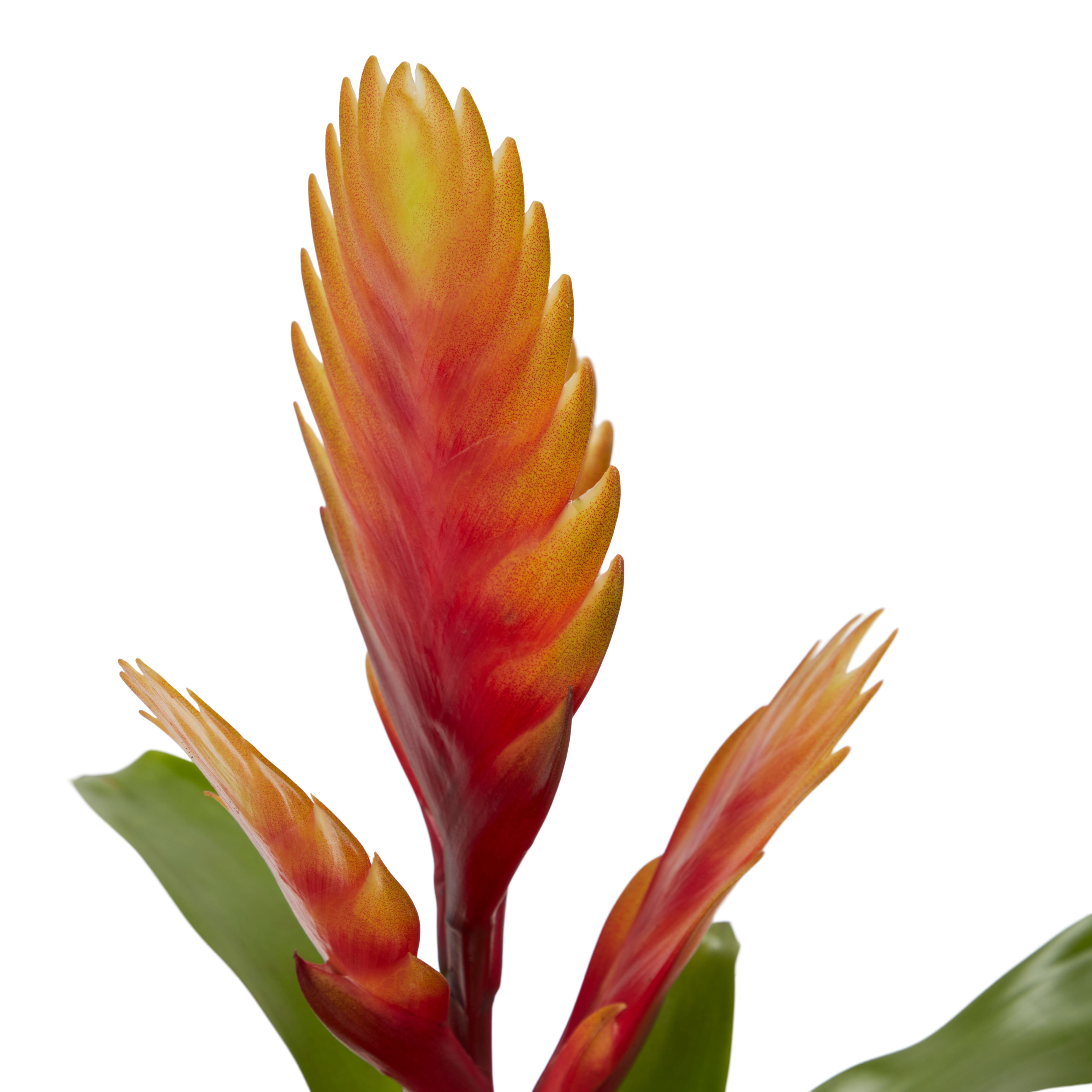 Bromeliad in Assorted Ceramic Decorative pot