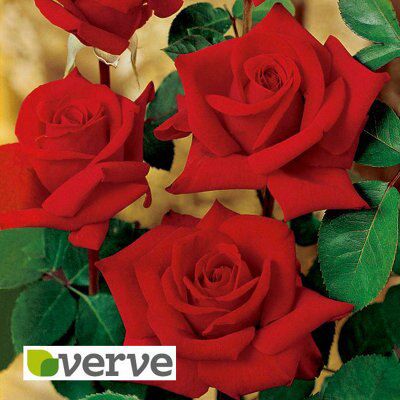 BUSH ROSE COLLECTION