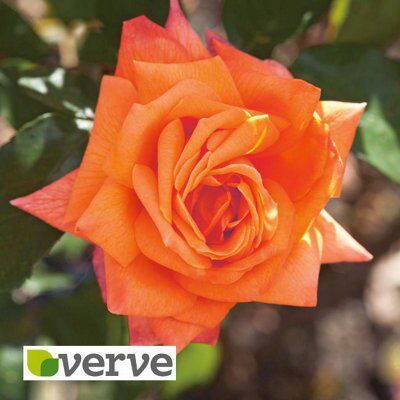 BUSH ROSE COLLECTION