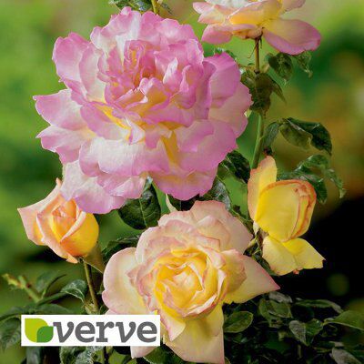 BUSH ROSE- PEACE
