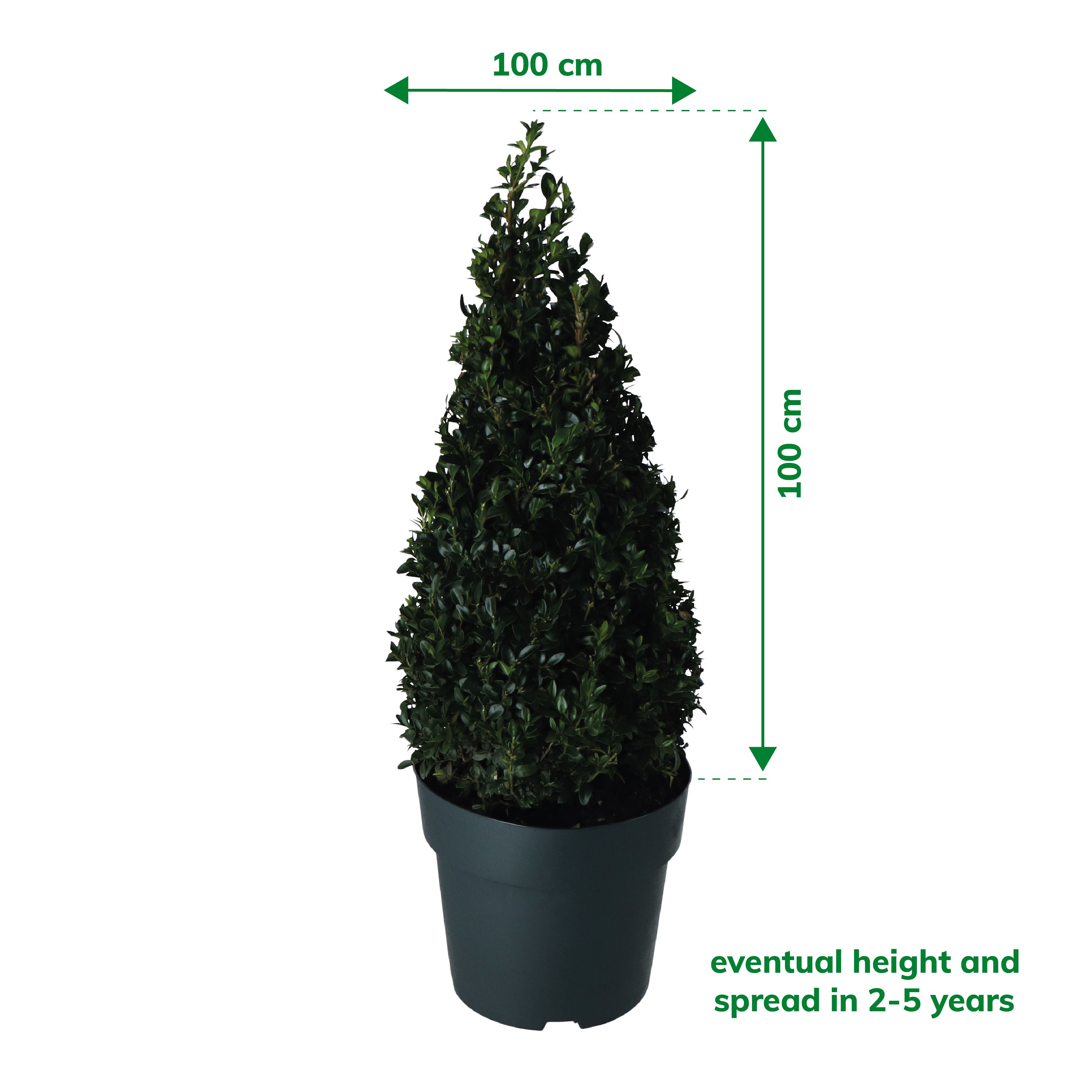 BUXUS PYRAMID 45CM 4L