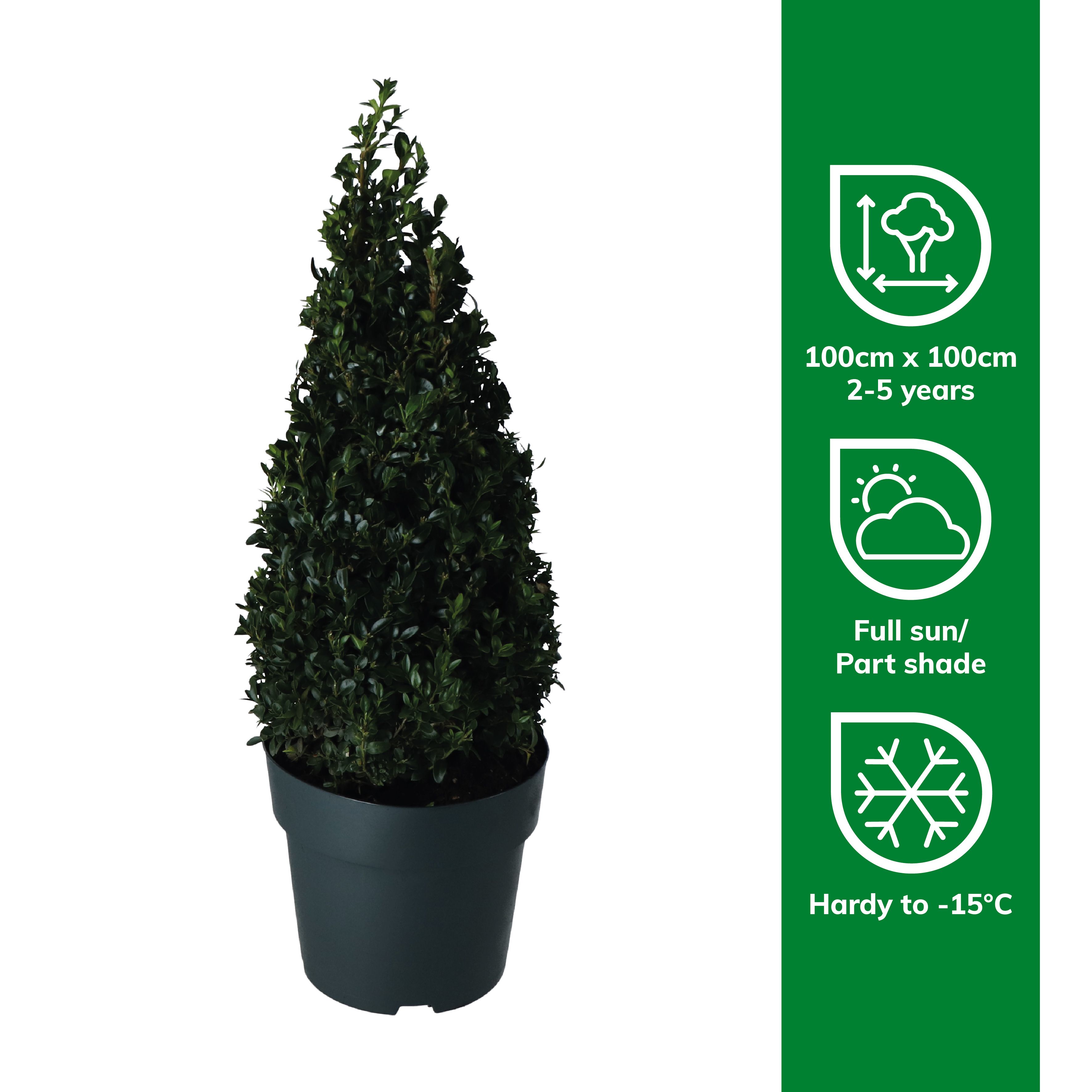 BUXUS PYRAMID 45CM 4L