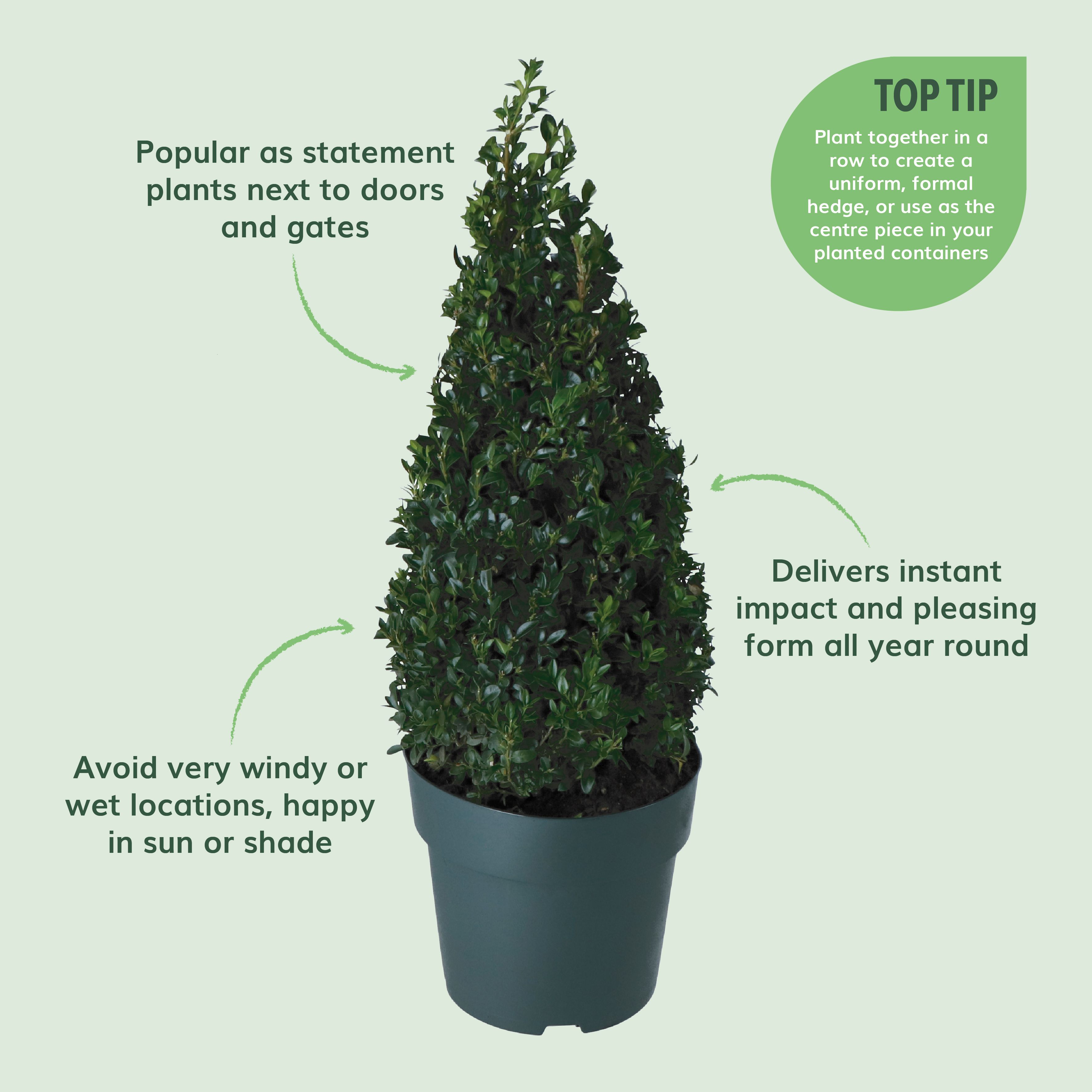 BUXUS PYRAMID 45CM 4L