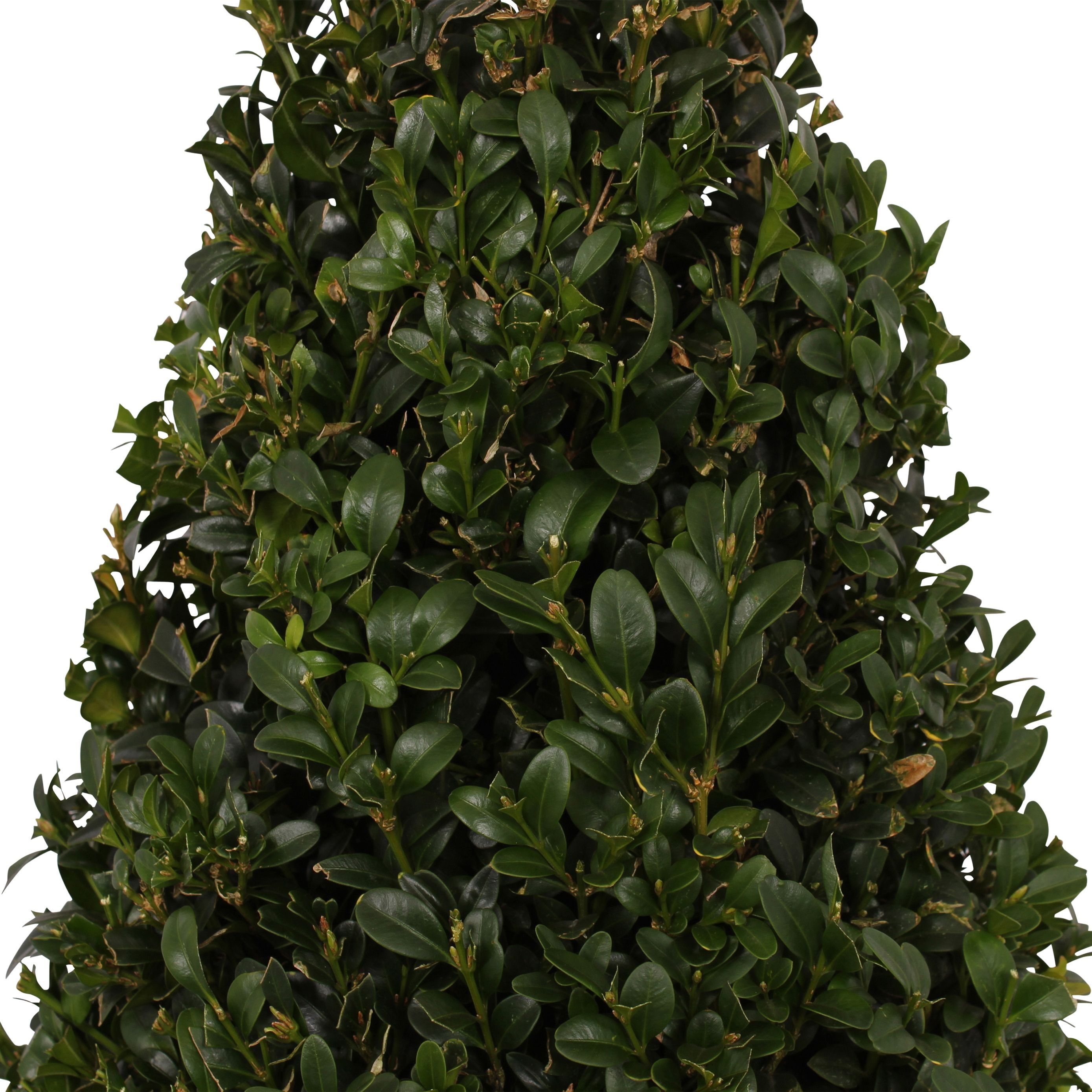 BUXUS PYRAMID 45CM 4L